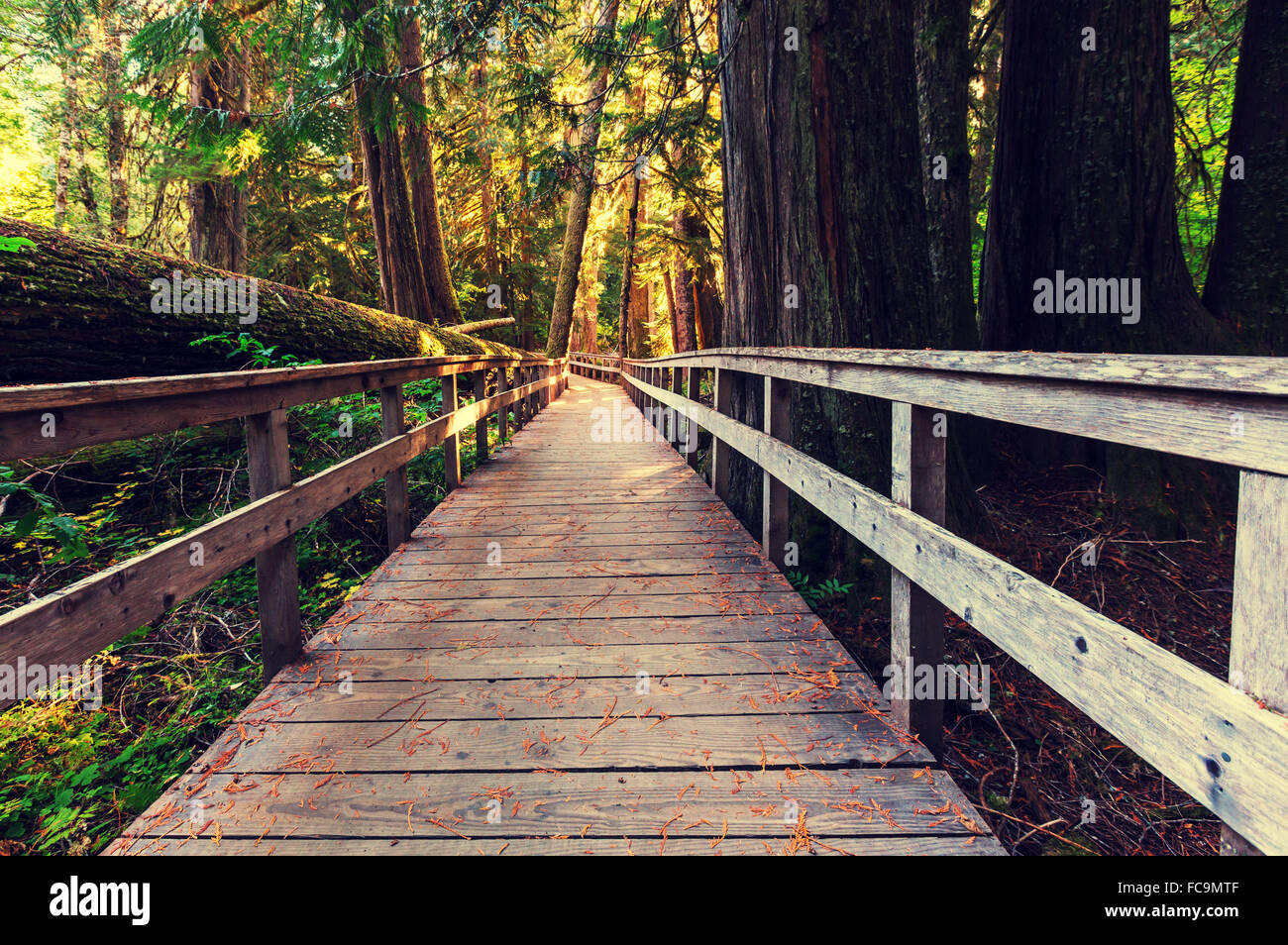 Boardwalk in forest Stock Photo - Alamy