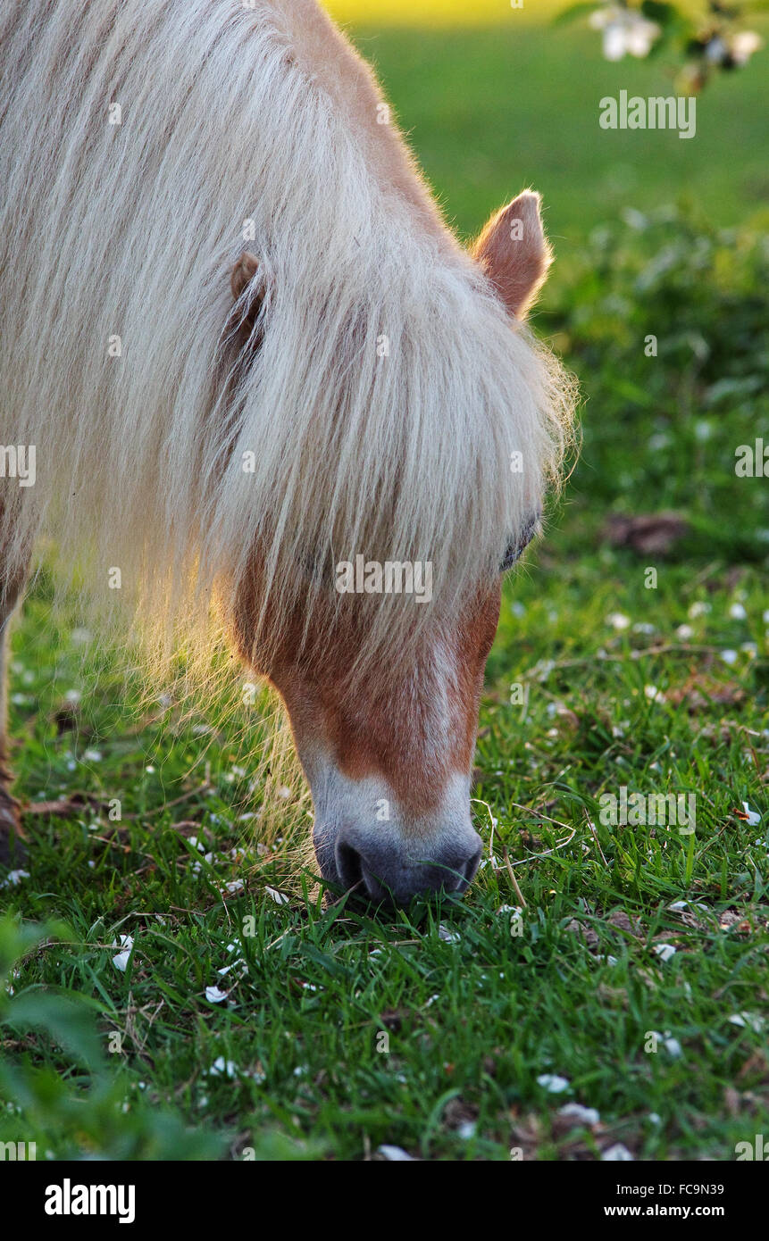 Shetland Pony grazing Stock Photo - Alamy