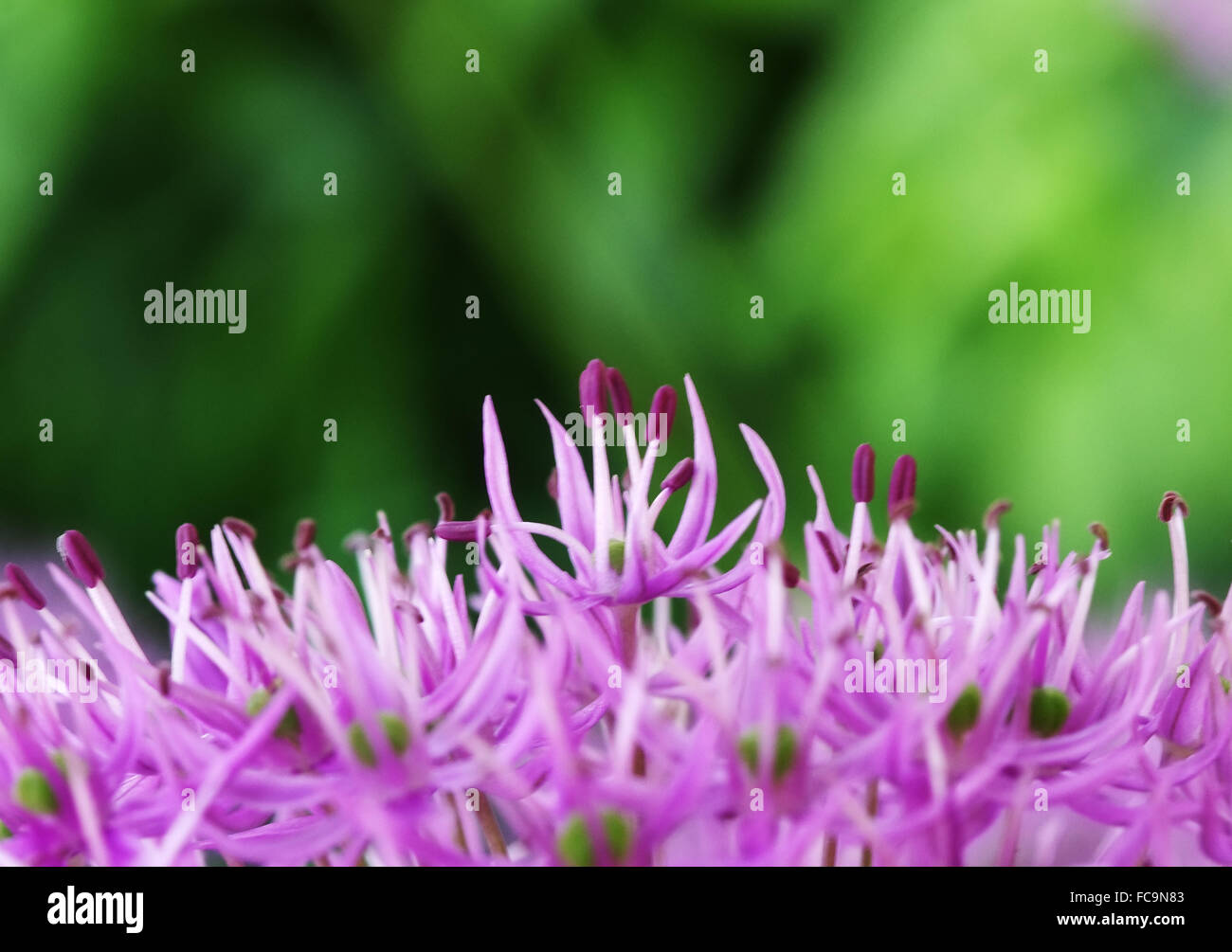 Allium Flower Stock Photo - Alamy