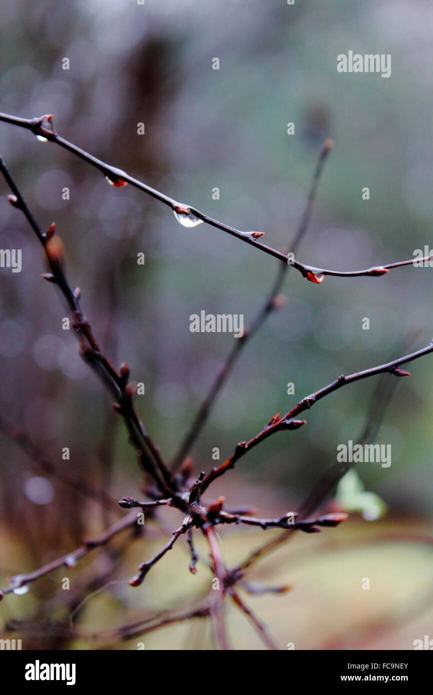 Water droplets on branches Stock Photo - Alamy