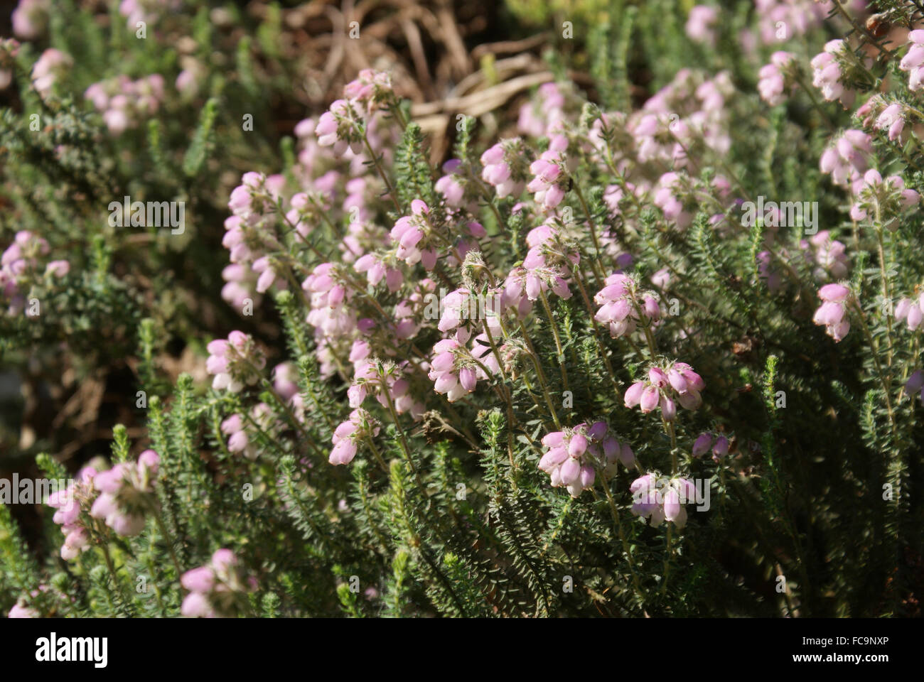 Rosa cross hi-res stock photography and images - Alamy