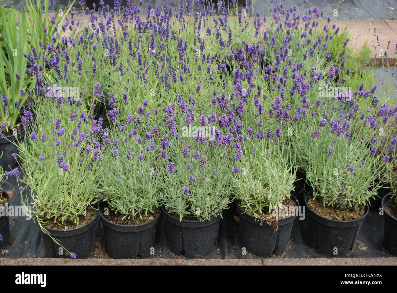 Lavender-plants in containers Stock Photo - Alamy