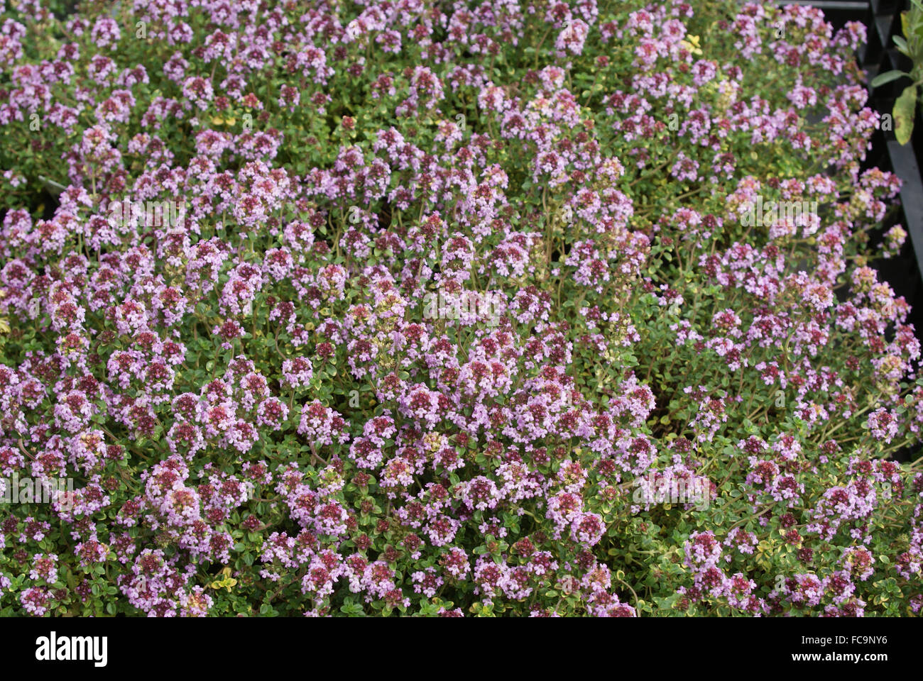Citriodorus lemon thyme thymus hi-res stock photography and images - Alamy