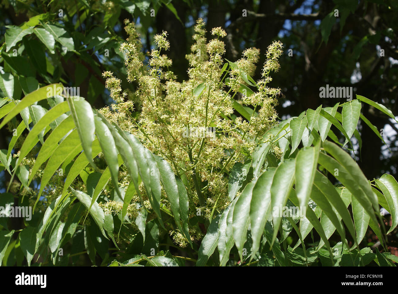 Tree of heaven Stock Photo - Alamy