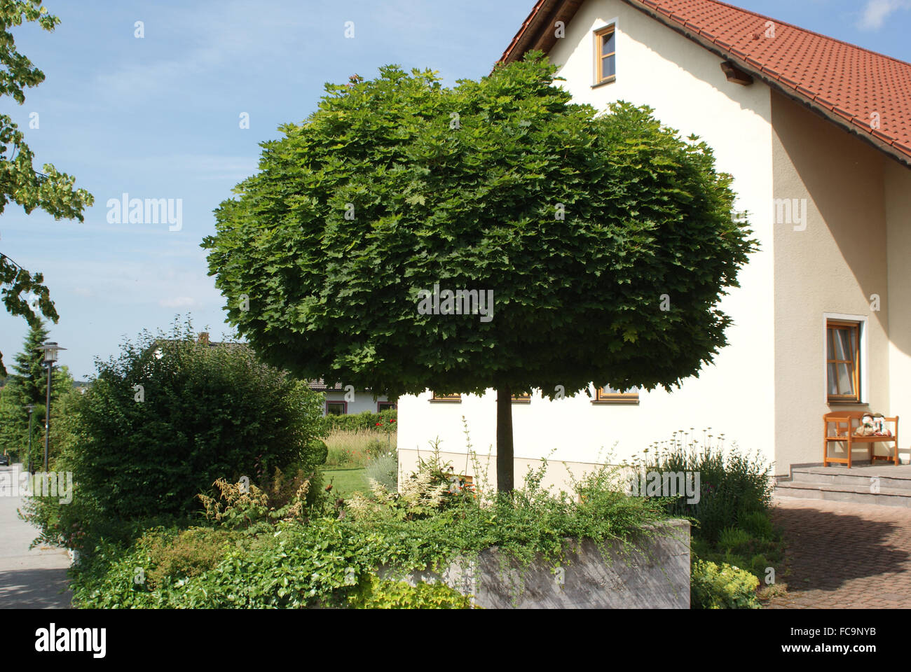 Acer Platanoides Globosum High Resolution Stock Photography and Images ...
