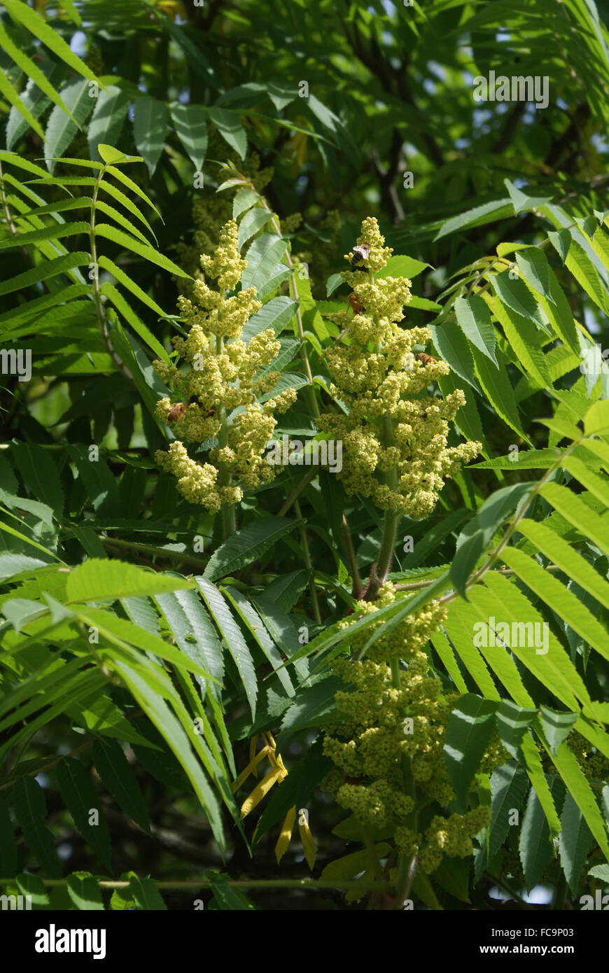 Sumac fruits hi-res stock photography and images - Alamy