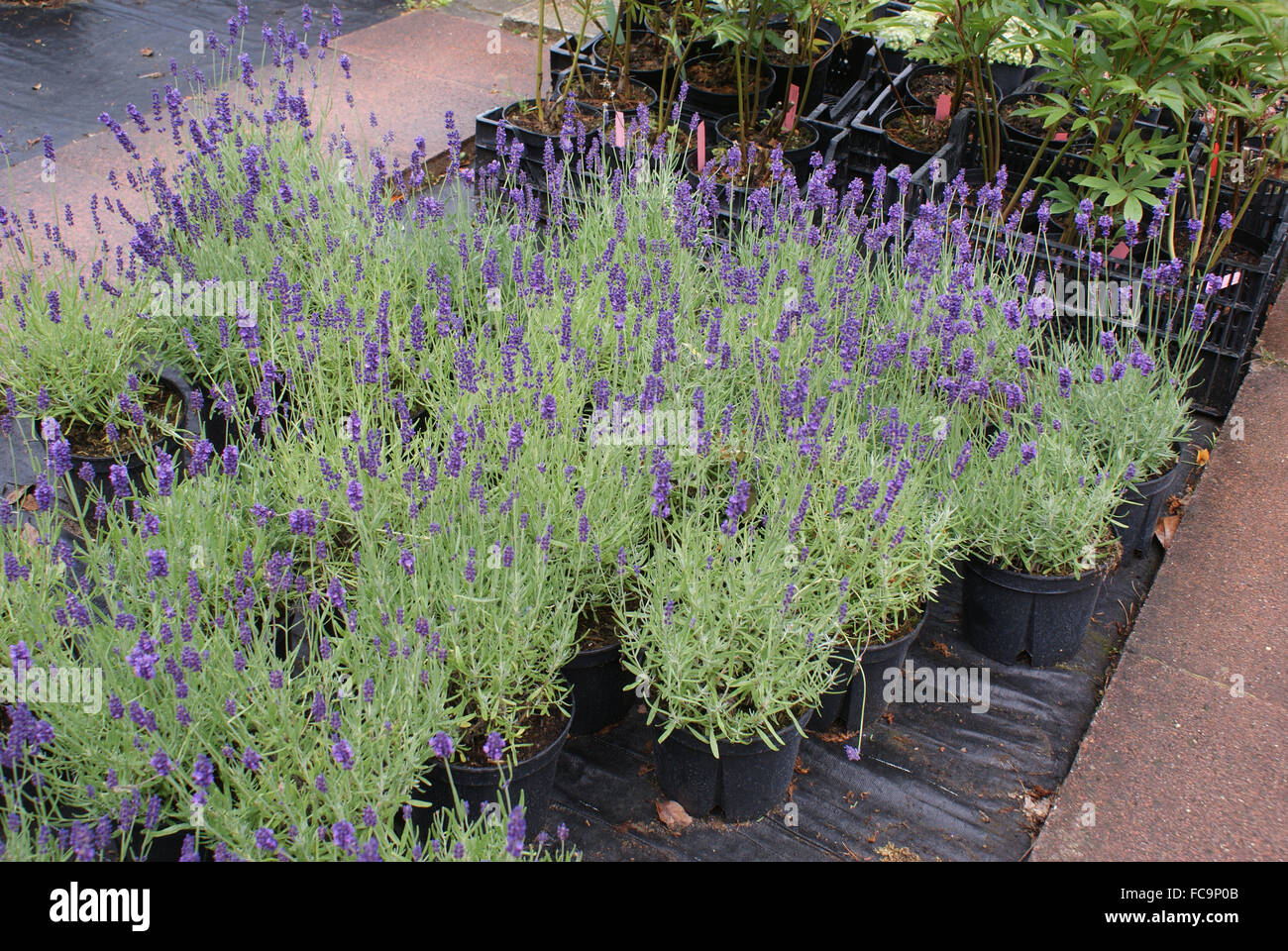 Lavender plants hi-res stock photography and images - Alamy