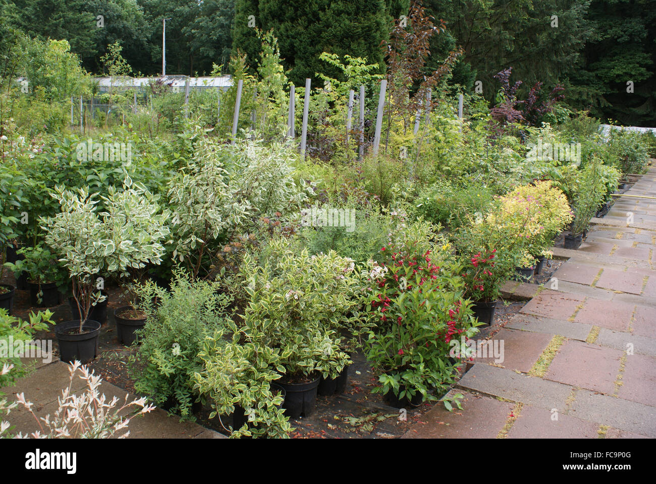 Shurbs in containers Stock Photo - Alamy