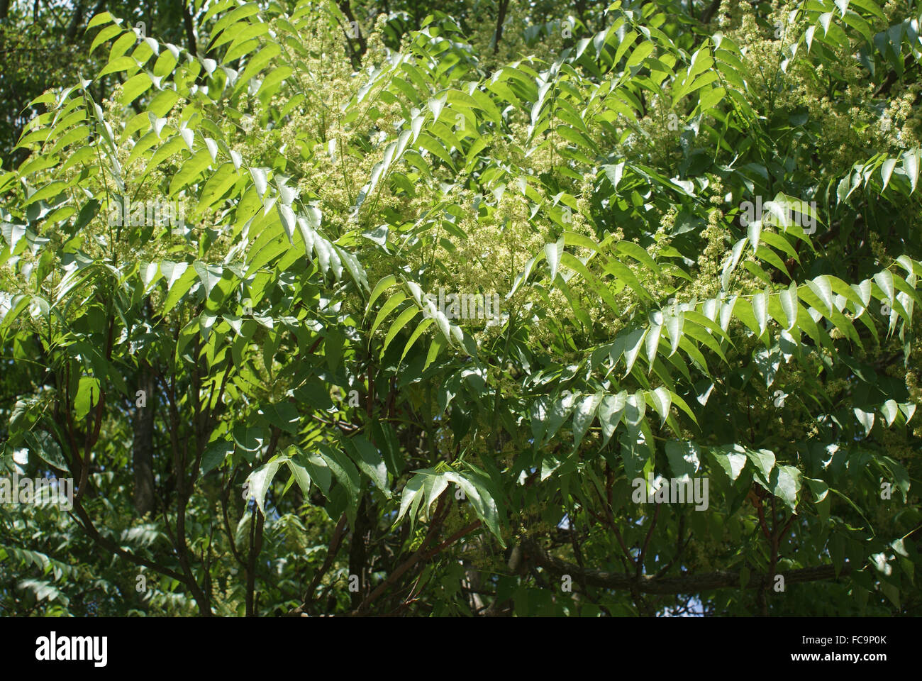 Tree of heaven Stock Photo - Alamy