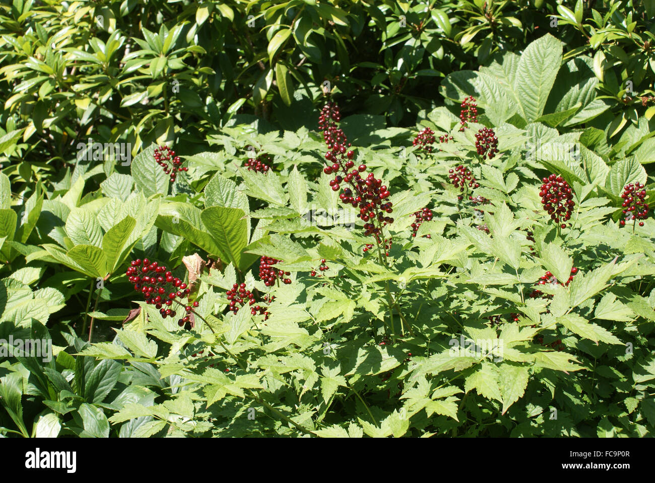 Red baneberry hi-res stock photography and images - Alamy