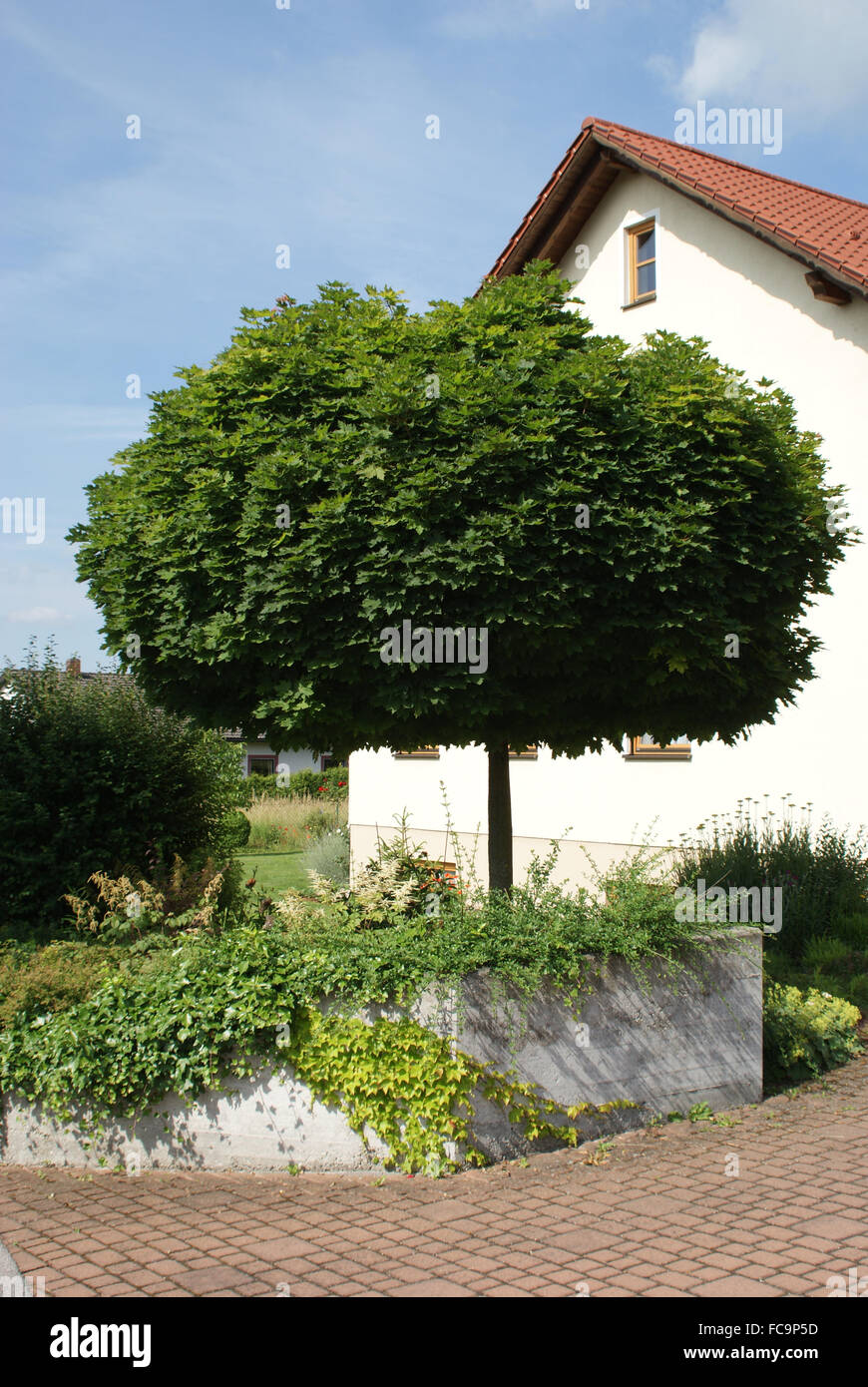 Norway maple globosum hi-res stock photography and images - Alamy