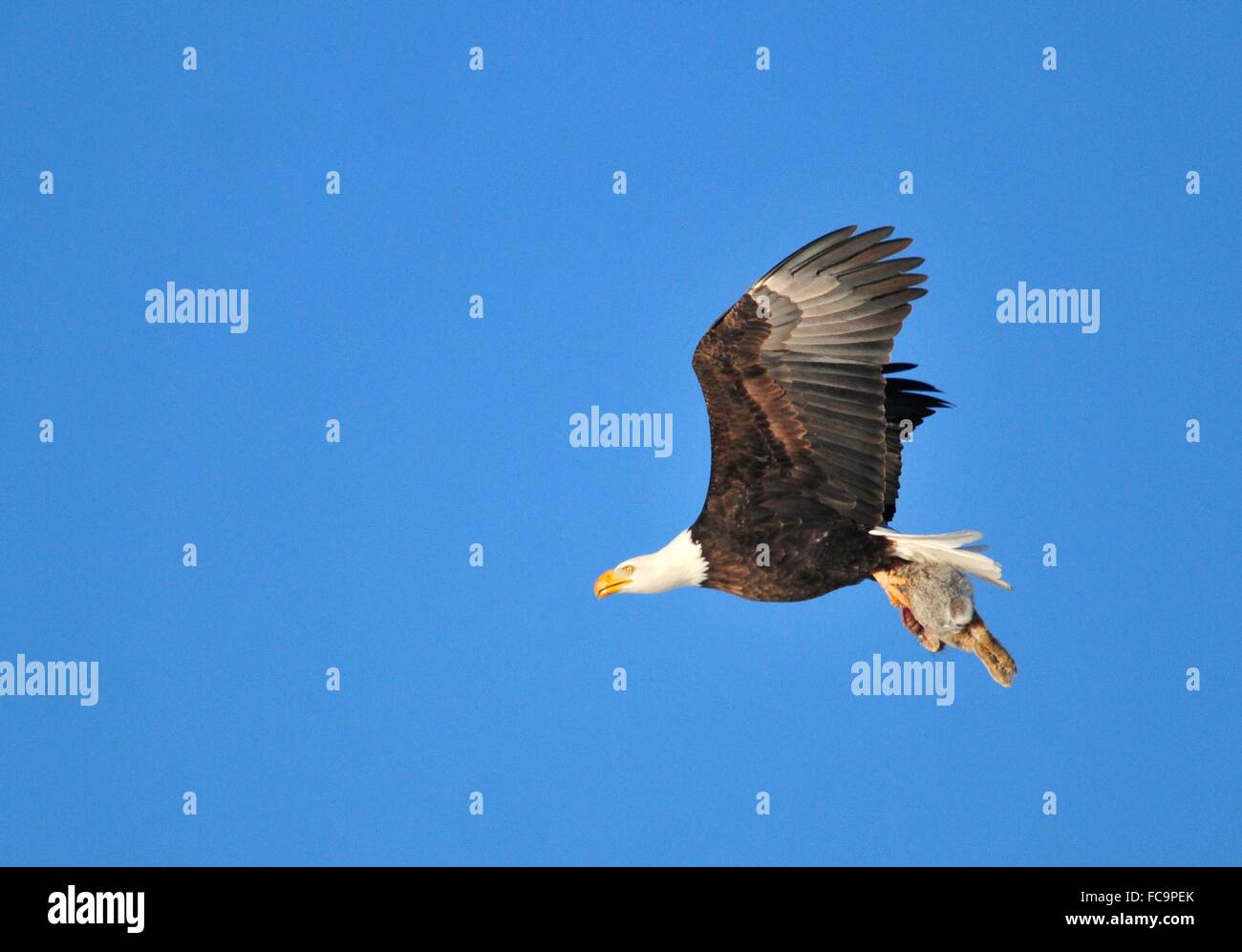 Bald eagle hunting rabbit hi-res stock photography and images - Alamy