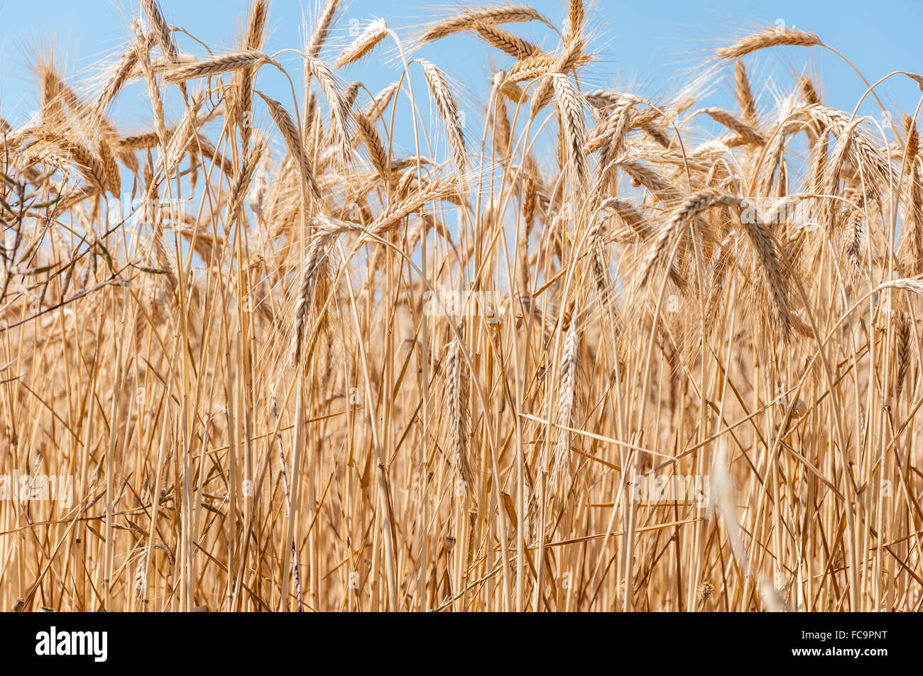 Wheat field on sunny day Stock Photo - Alamy