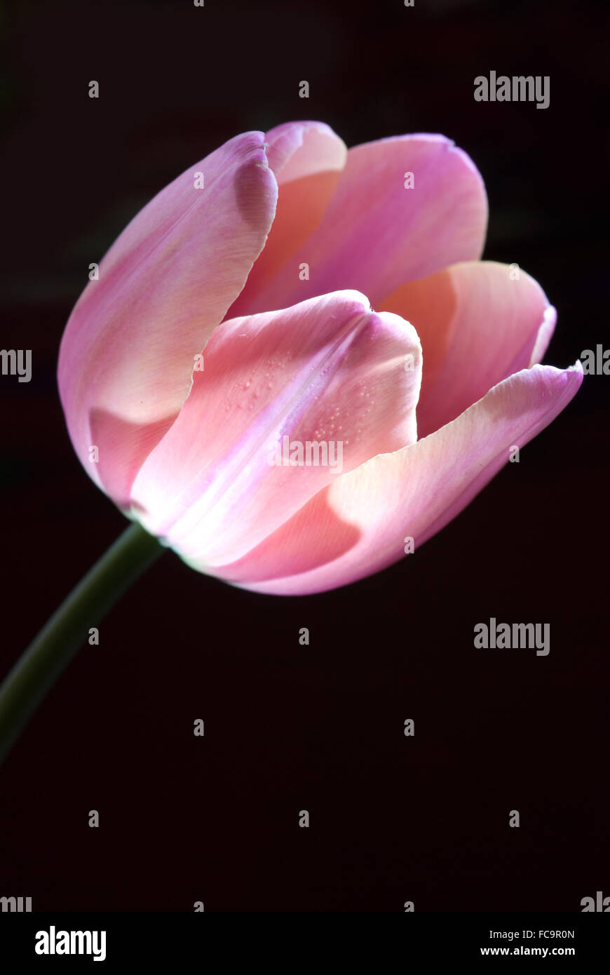 Tulip branch hi-res stock photography and images - Alamy