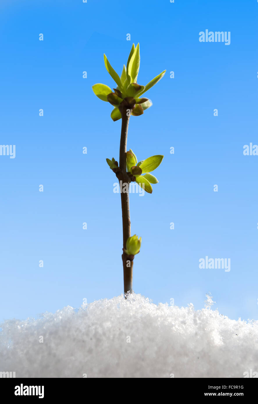 Snow preserved hi-res stock photography and images - Alamy