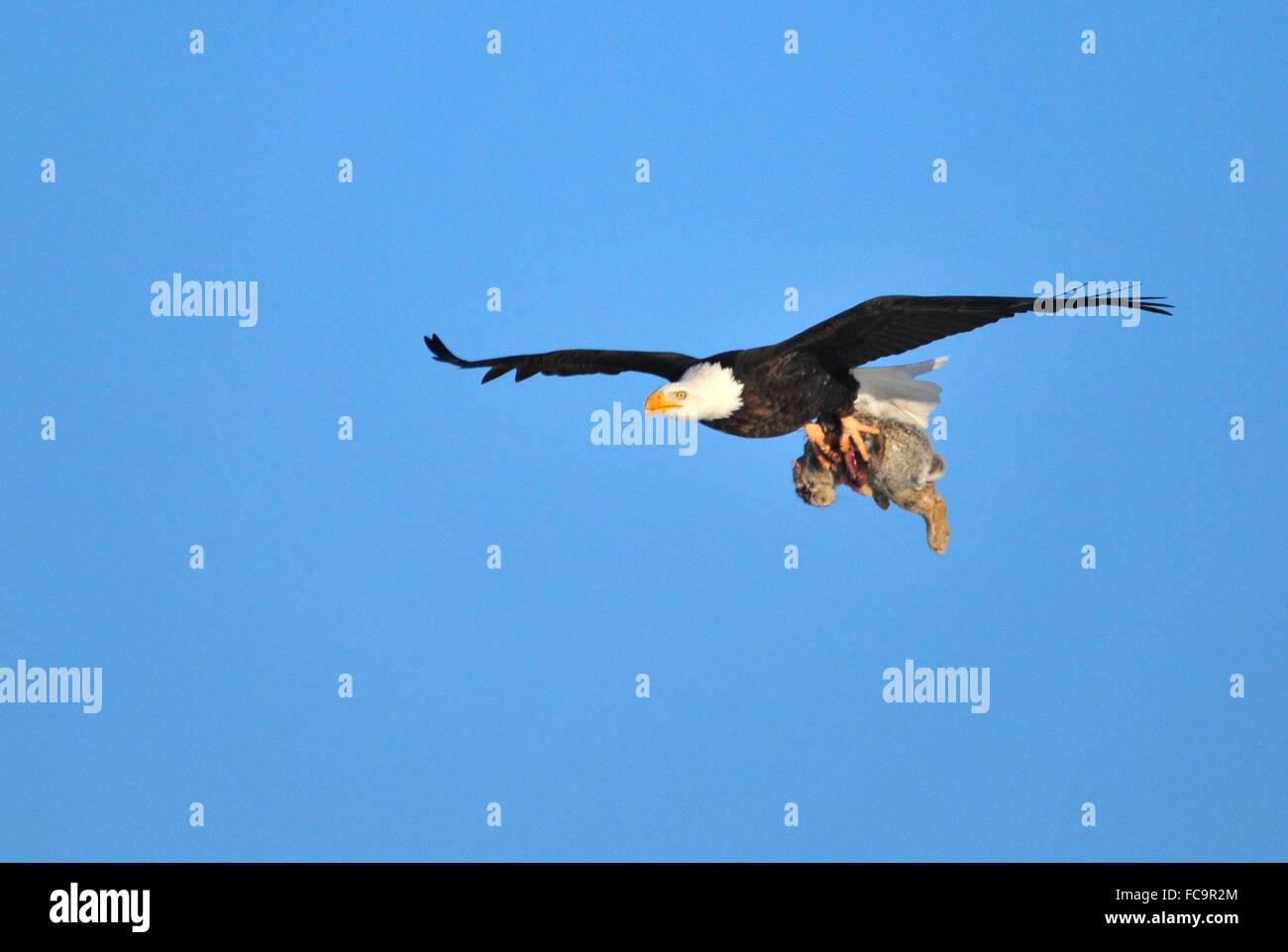Bald eagle hunting rabbit hi-res stock photography and images - Alamy