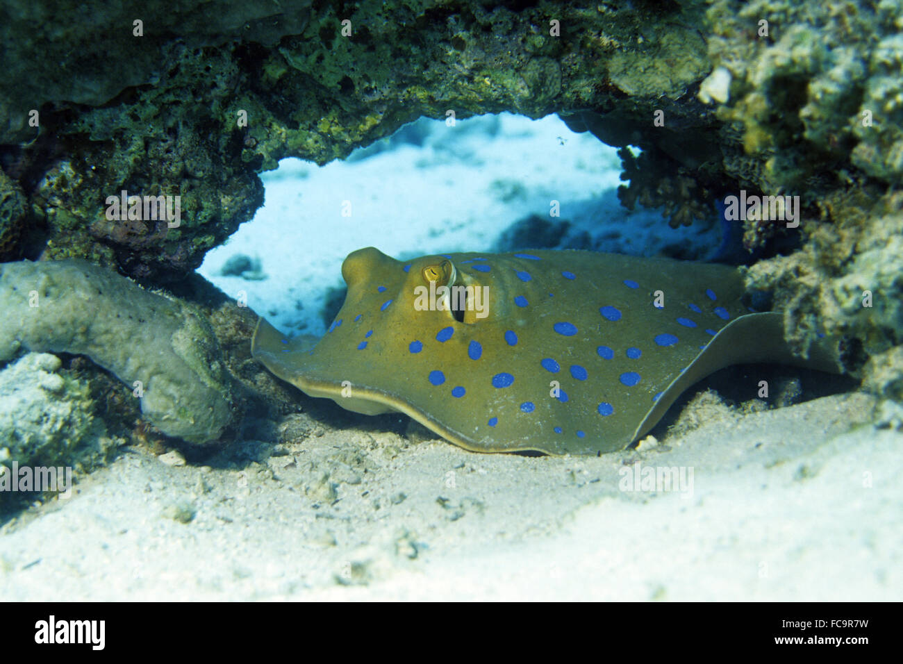 áfrica utopía hi-res stock photography and images - Alamy