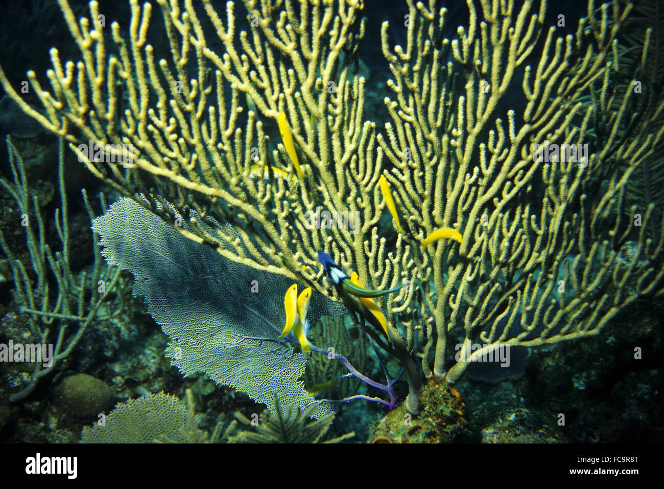 Coral fan hi-res stock photography and images - Alamy