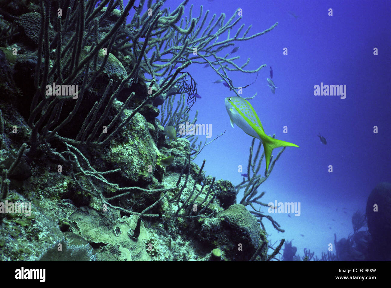Yellowtail Snapper High Resolution Stock Photography and Images - Alamy