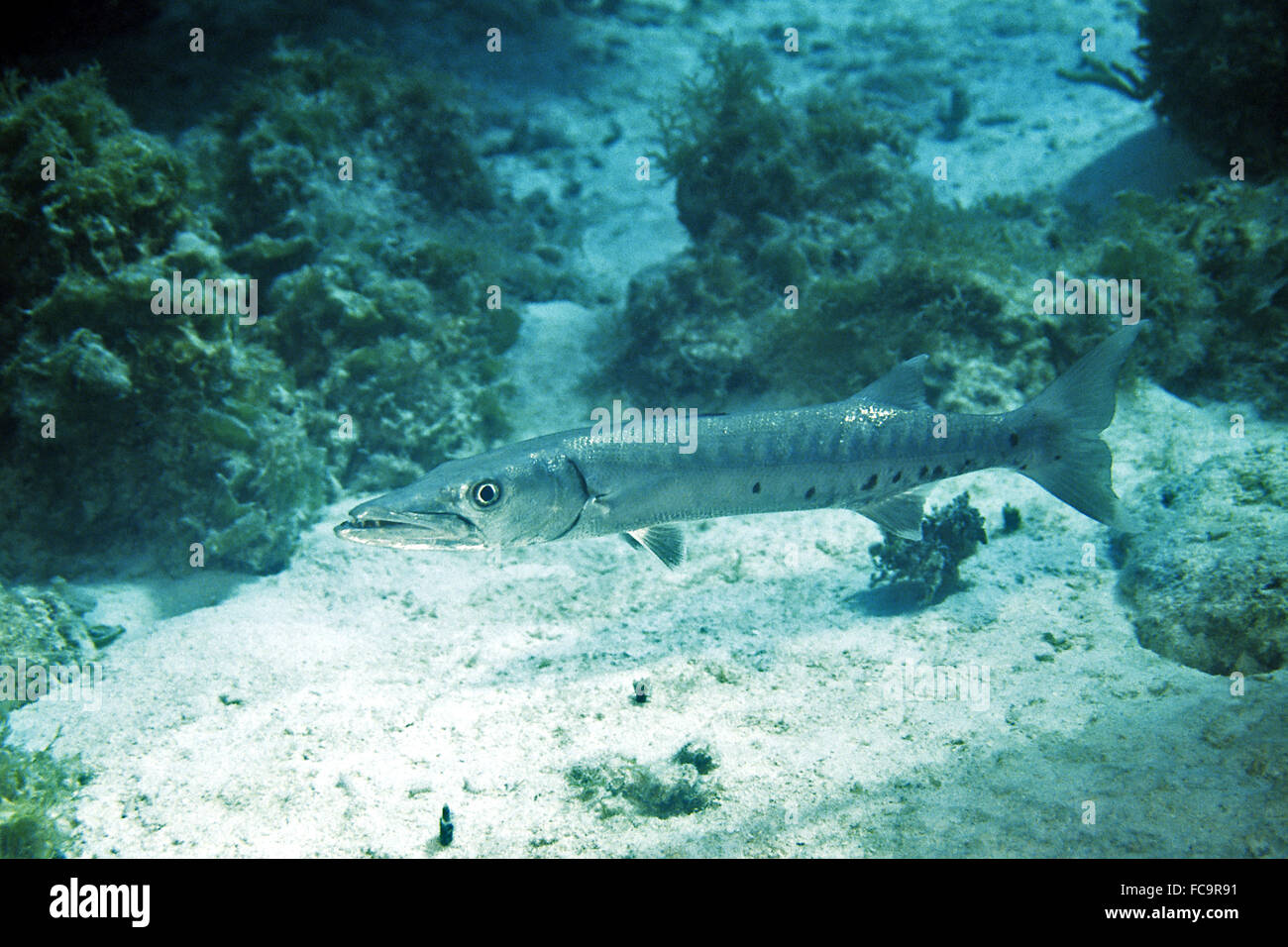 Arrow barracuda hi-res stock photography and images - Alamy