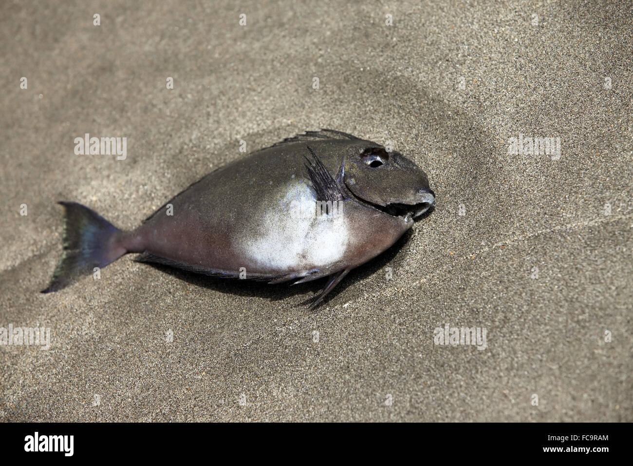 Lifeless fish hi-res stock photography and images - Alamy