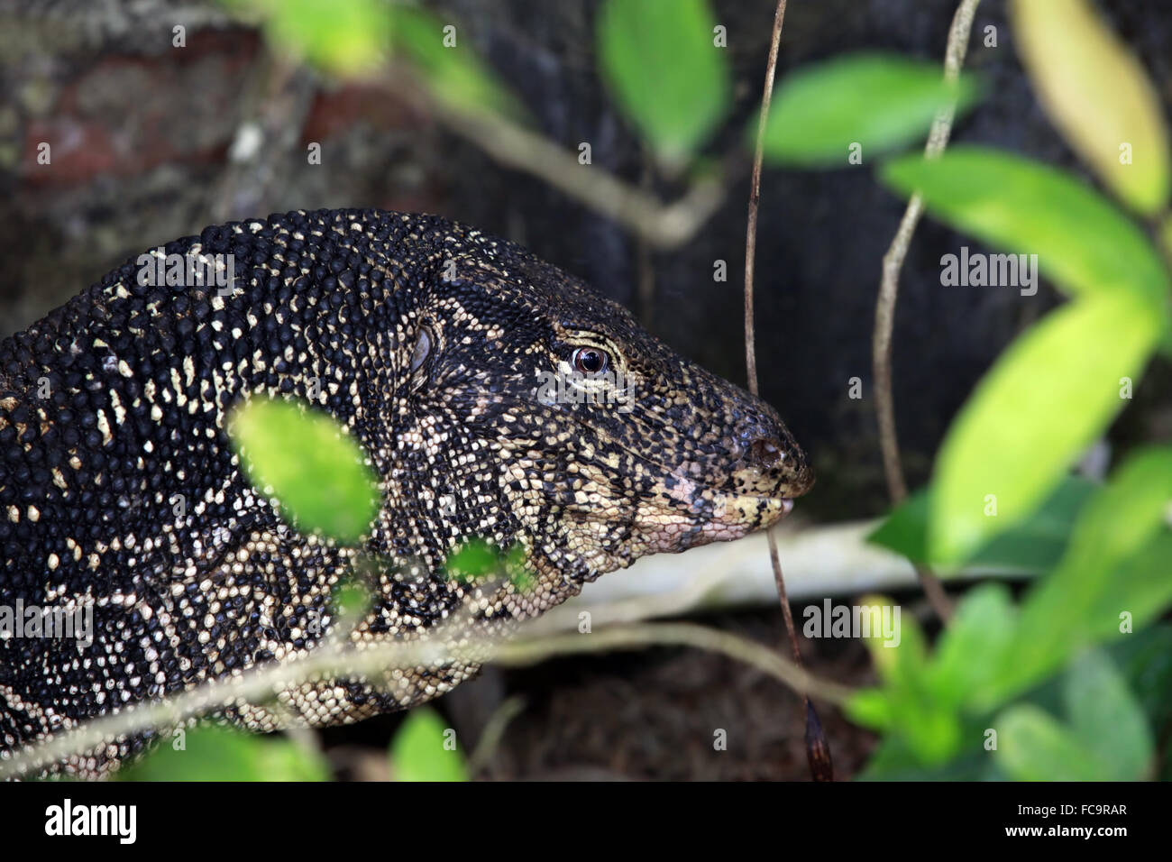 Prehistoric giant lizard hi-res stock photography and images - Alamy