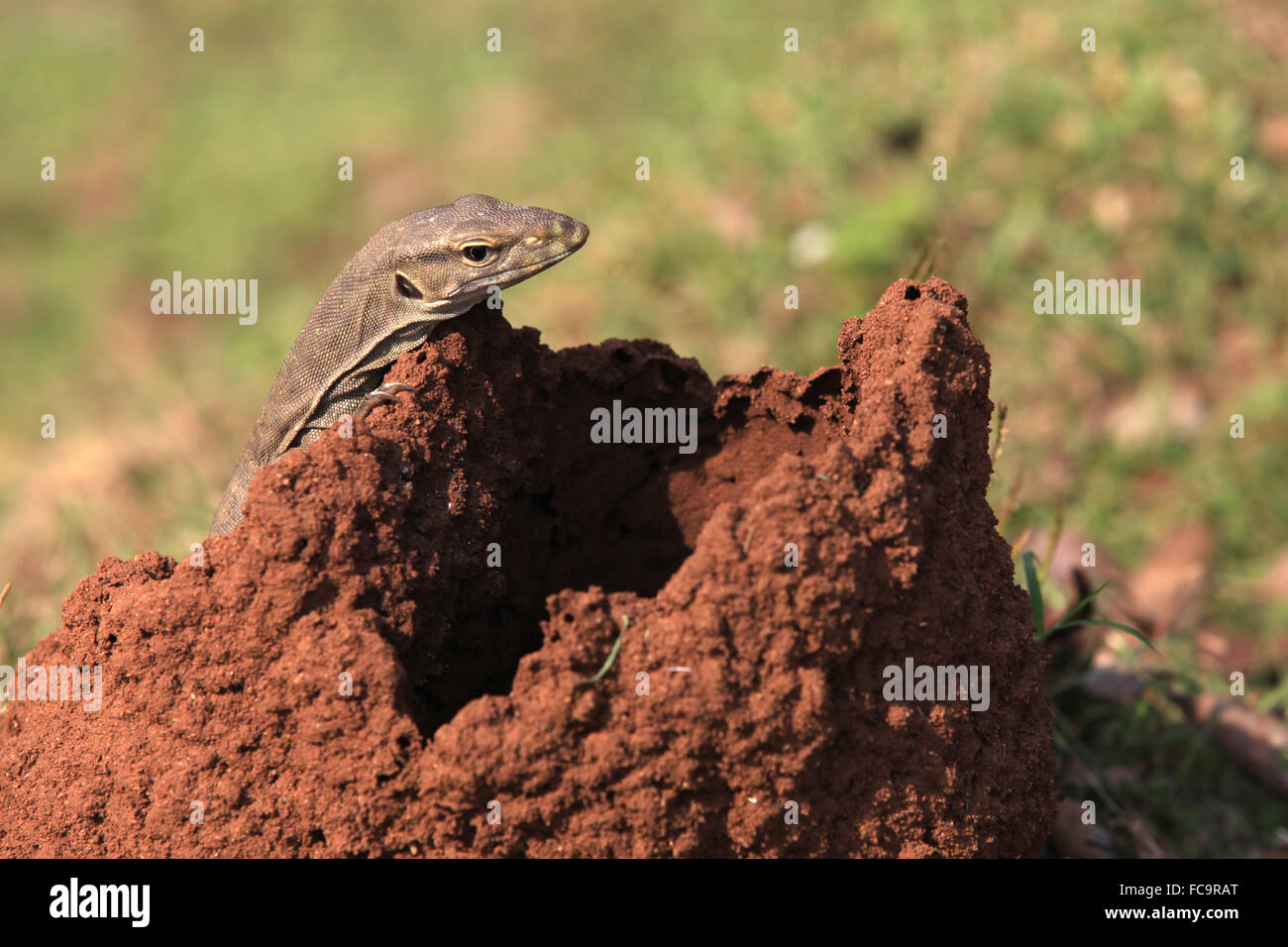 Primitive scales hi-res stock photography and images - Alamy