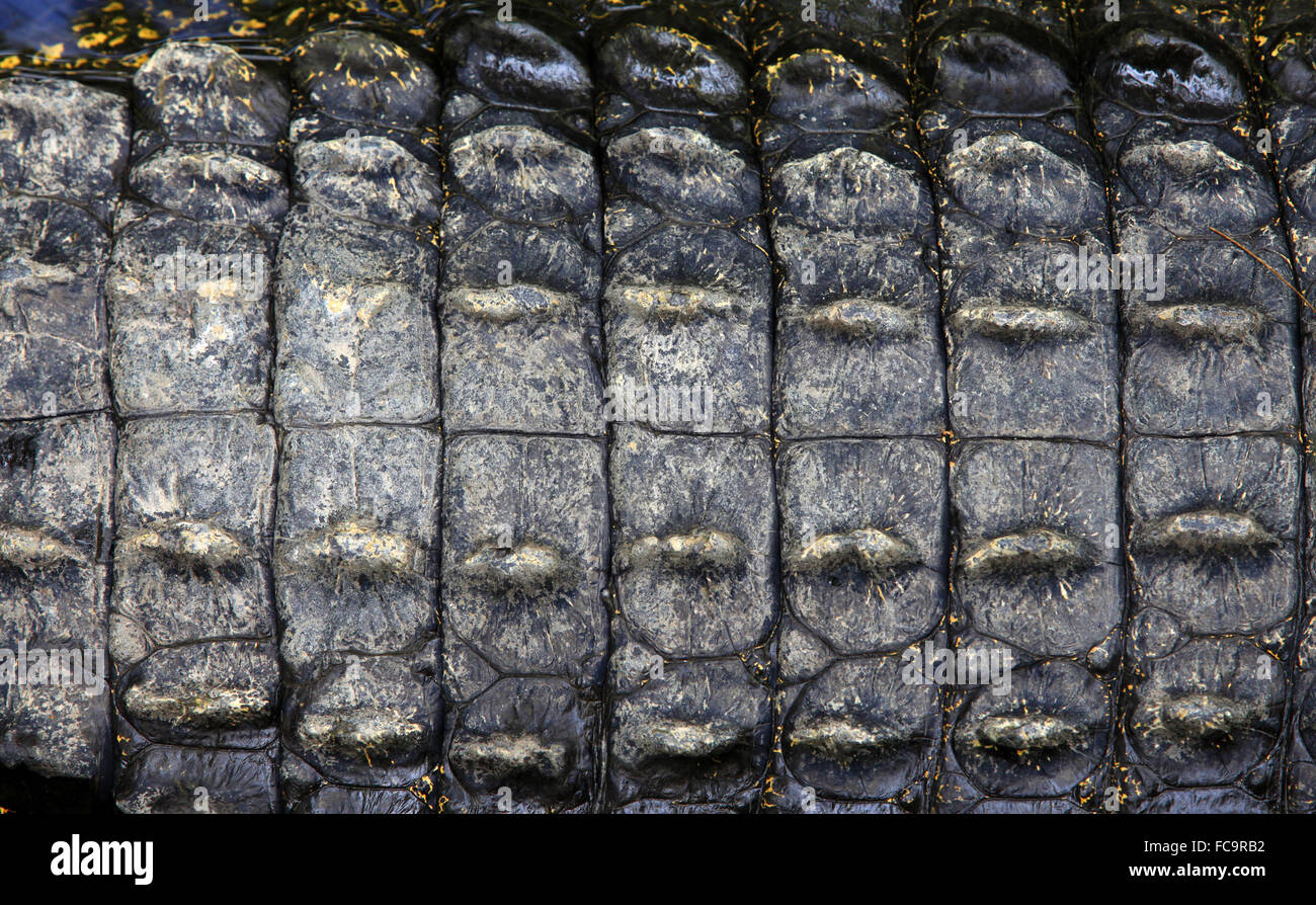 Close-up of crocodile skin Stock Photo - Alamy