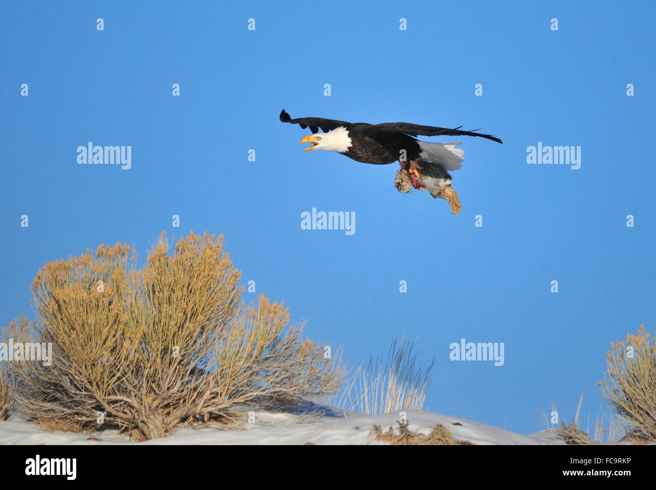 Bald eagle hunting rabbit hi-res stock photography and images - Alamy