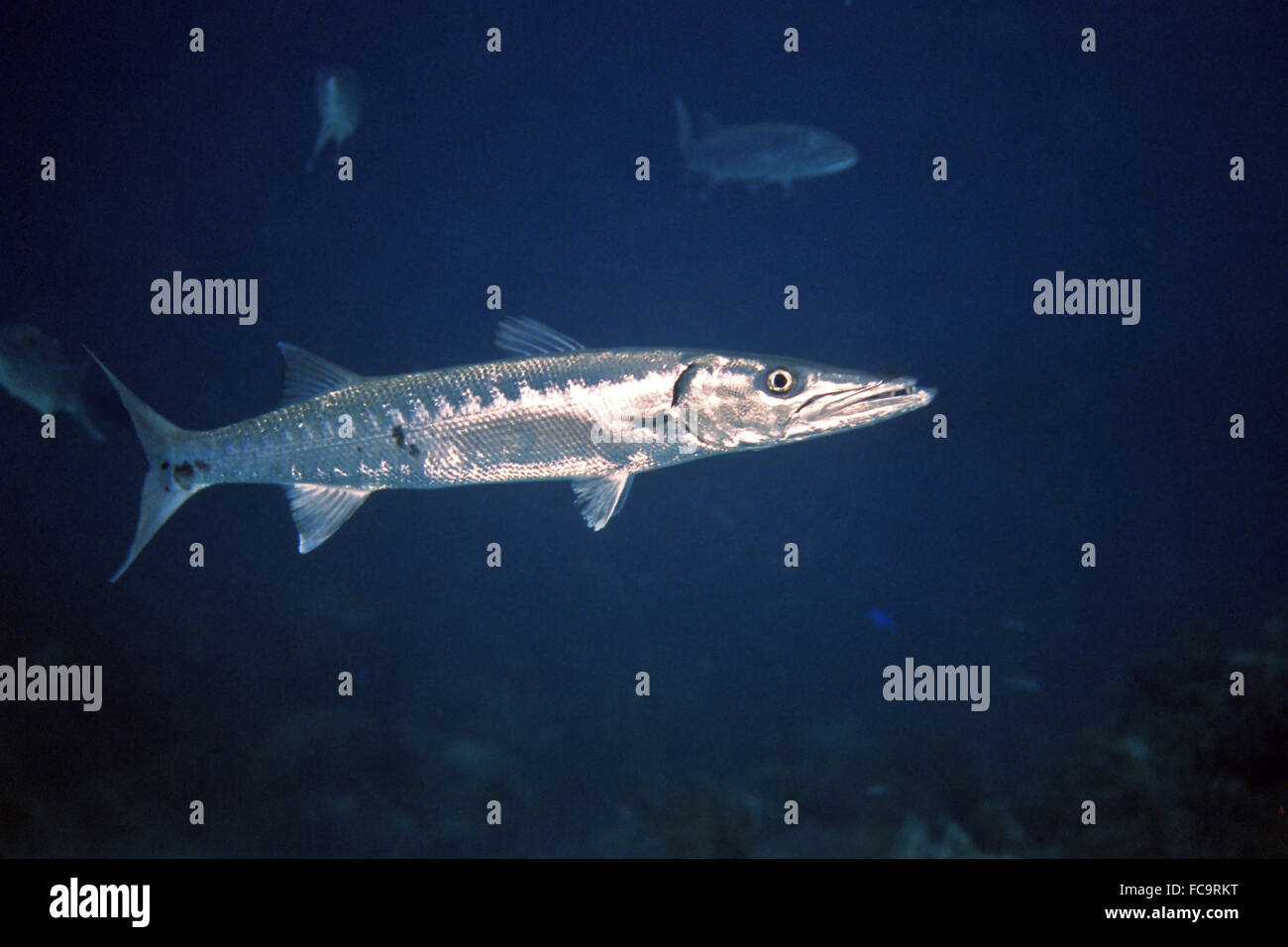 Arrow barracuda hi-res stock photography and images - Alamy