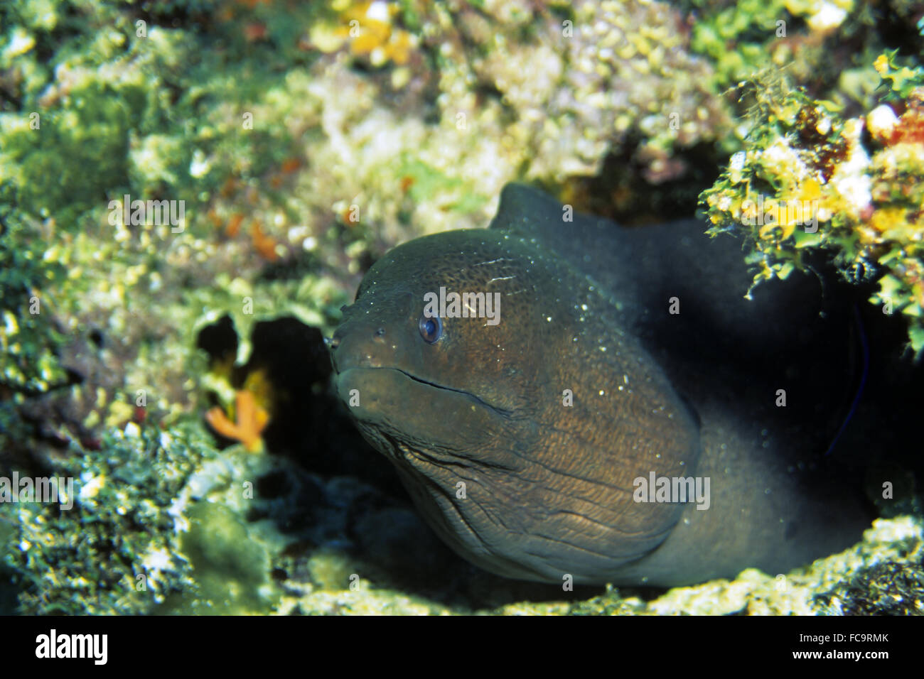 Moray eel conger hi-res stock photography and images - Alamy