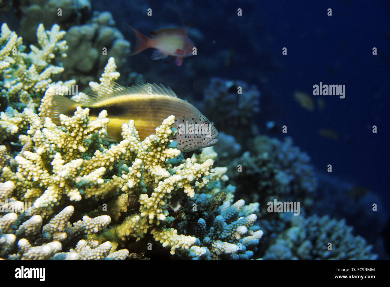 Striped hawkfish hi-res stock photography and images - Alamy