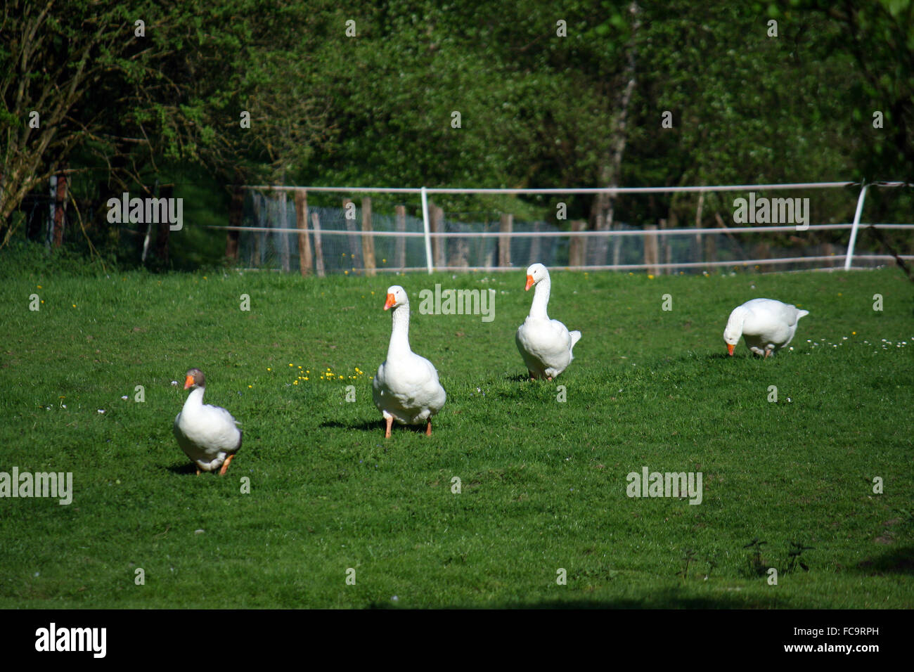 Indian File High Resolution Stock Photography and Images - Alamy