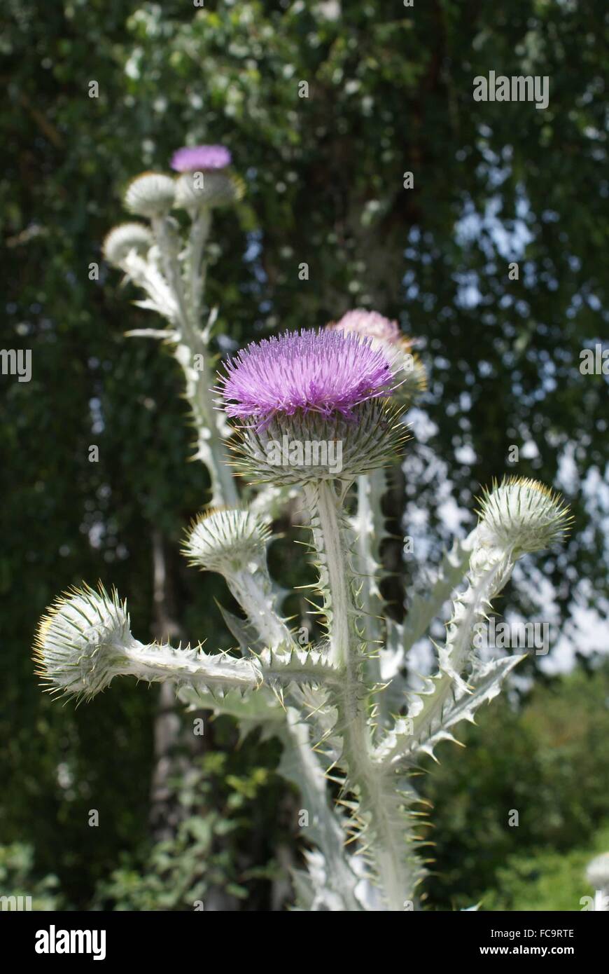 Cotton thistles hi-res stock photography and images - Alamy