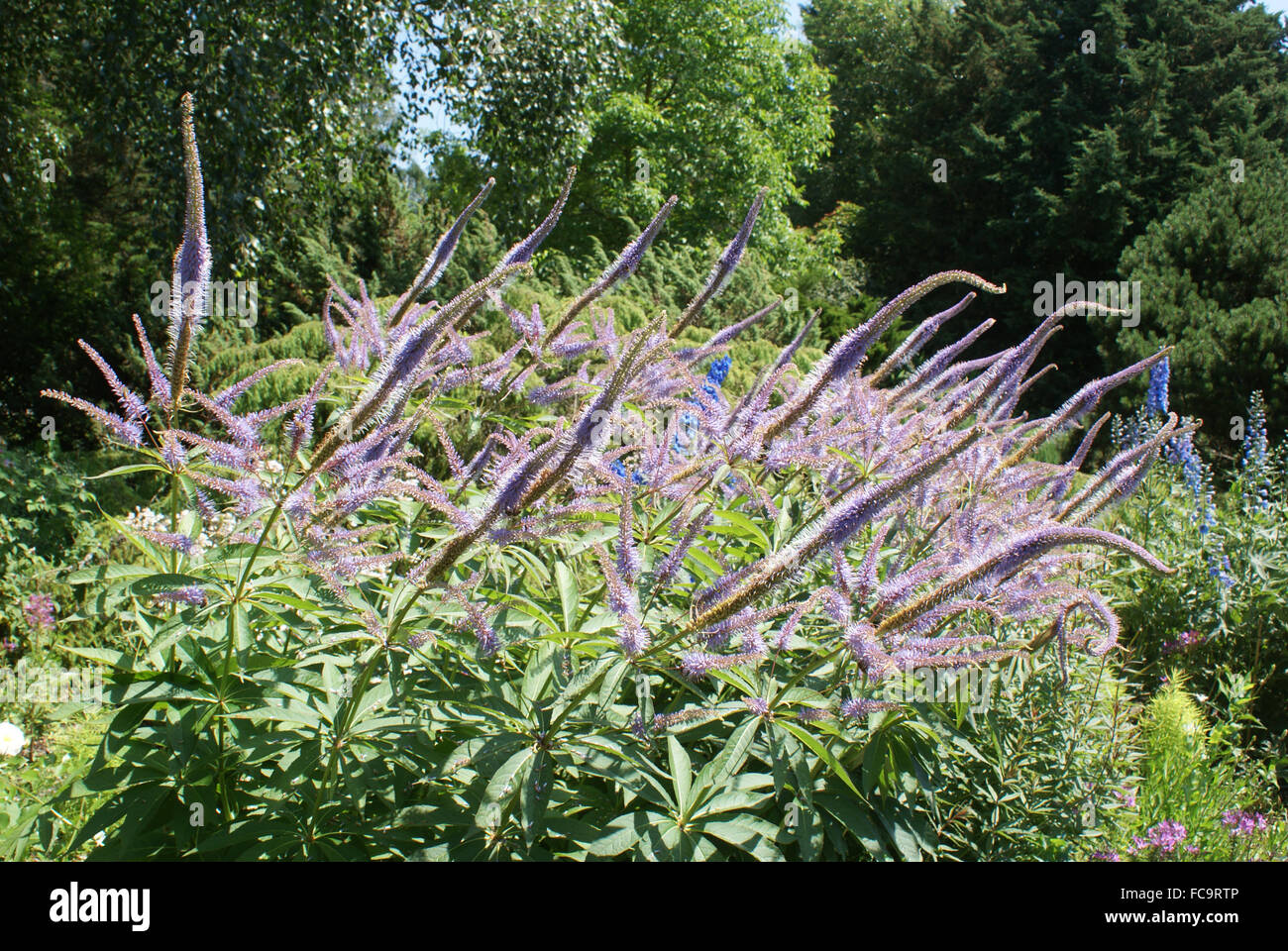Culvers root hi-res stock photography and images - Alamy