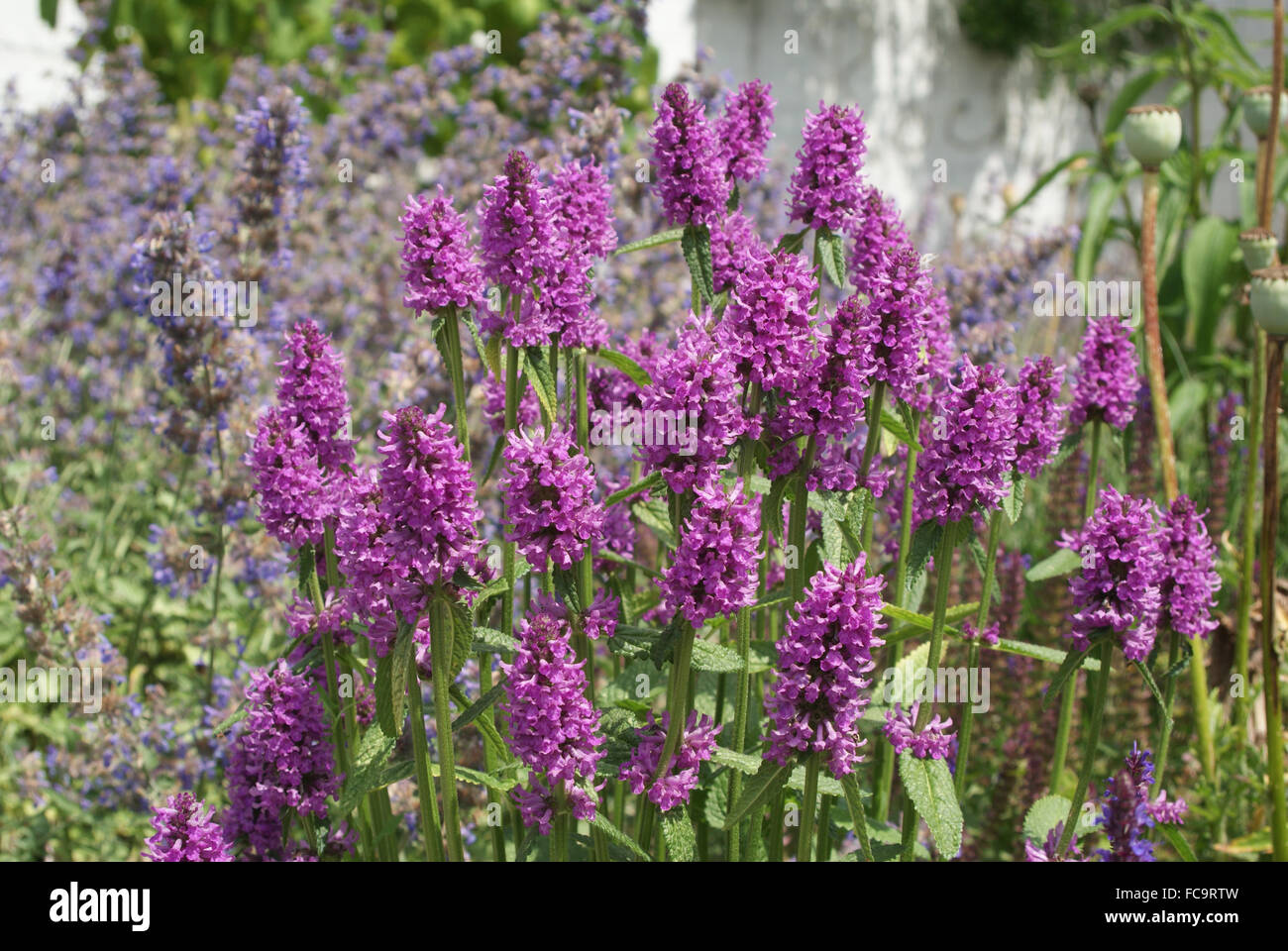 Big betony stachys grandiflora hi-res stock photography and images - Alamy