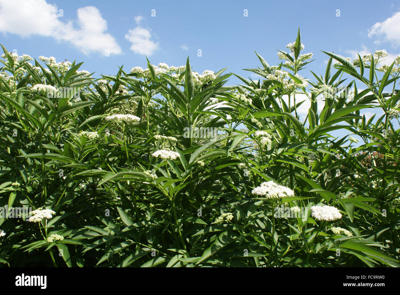 Dwarf elder hi-res stock photography and images - Alamy