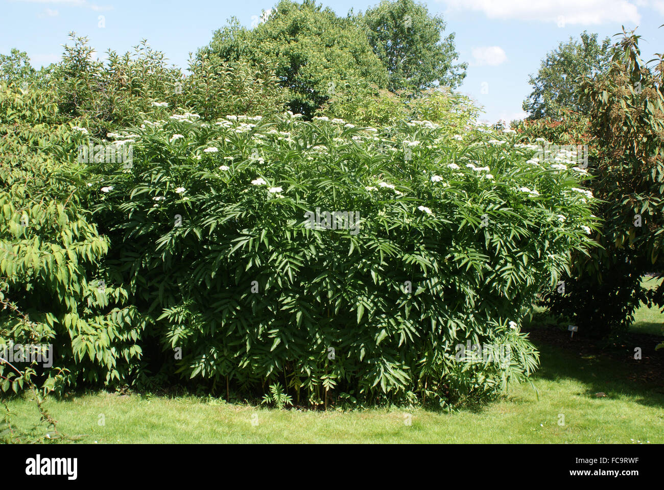 Dwarf elder hi-res stock photography and images - Alamy