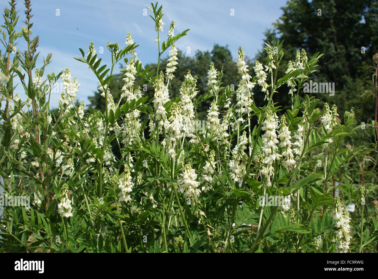 Goats rue hi-res stock photography and images - Alamy