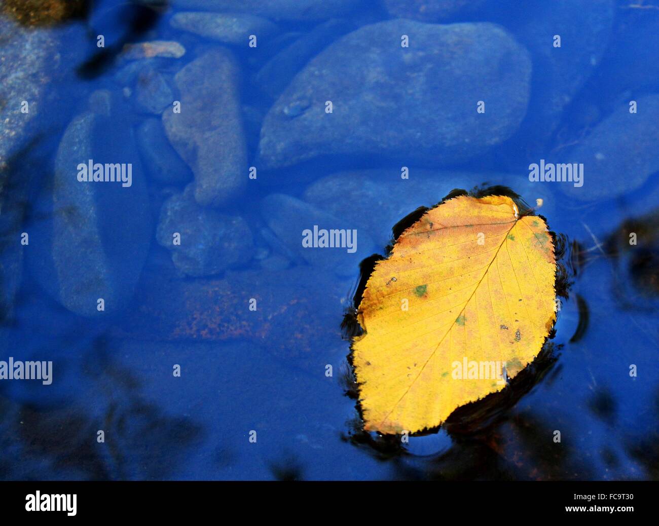 Leaf river hi-res stock photography and images - Alamy