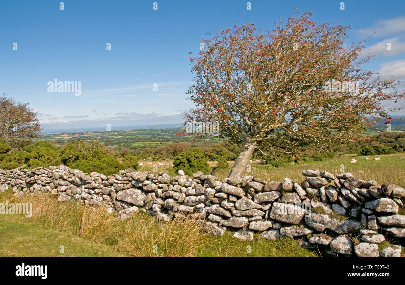 Attractive boundary wall on the eastern edge of Gidleigh Common ...