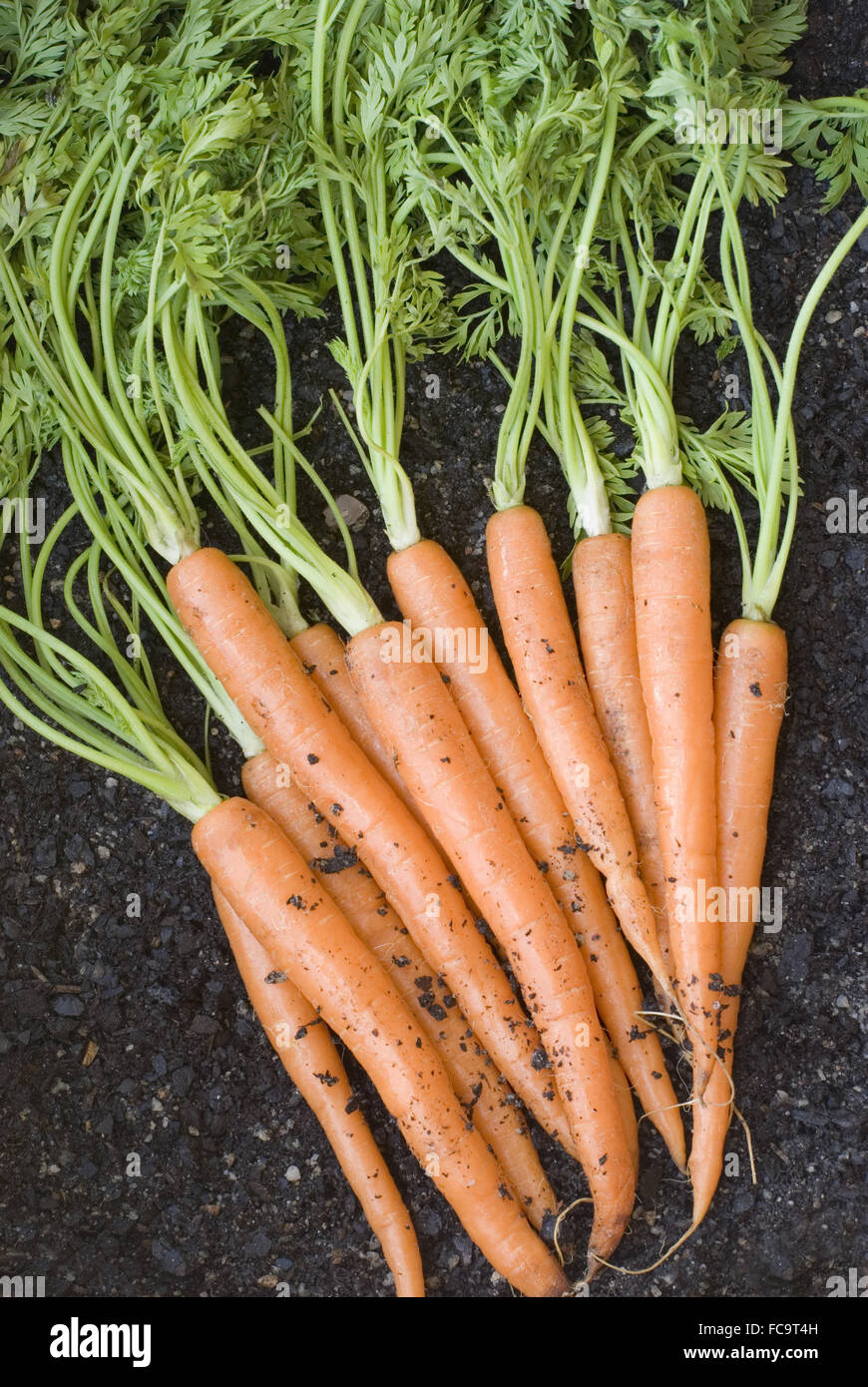 Carrot stalk hi-res stock photography and images - Alamy
