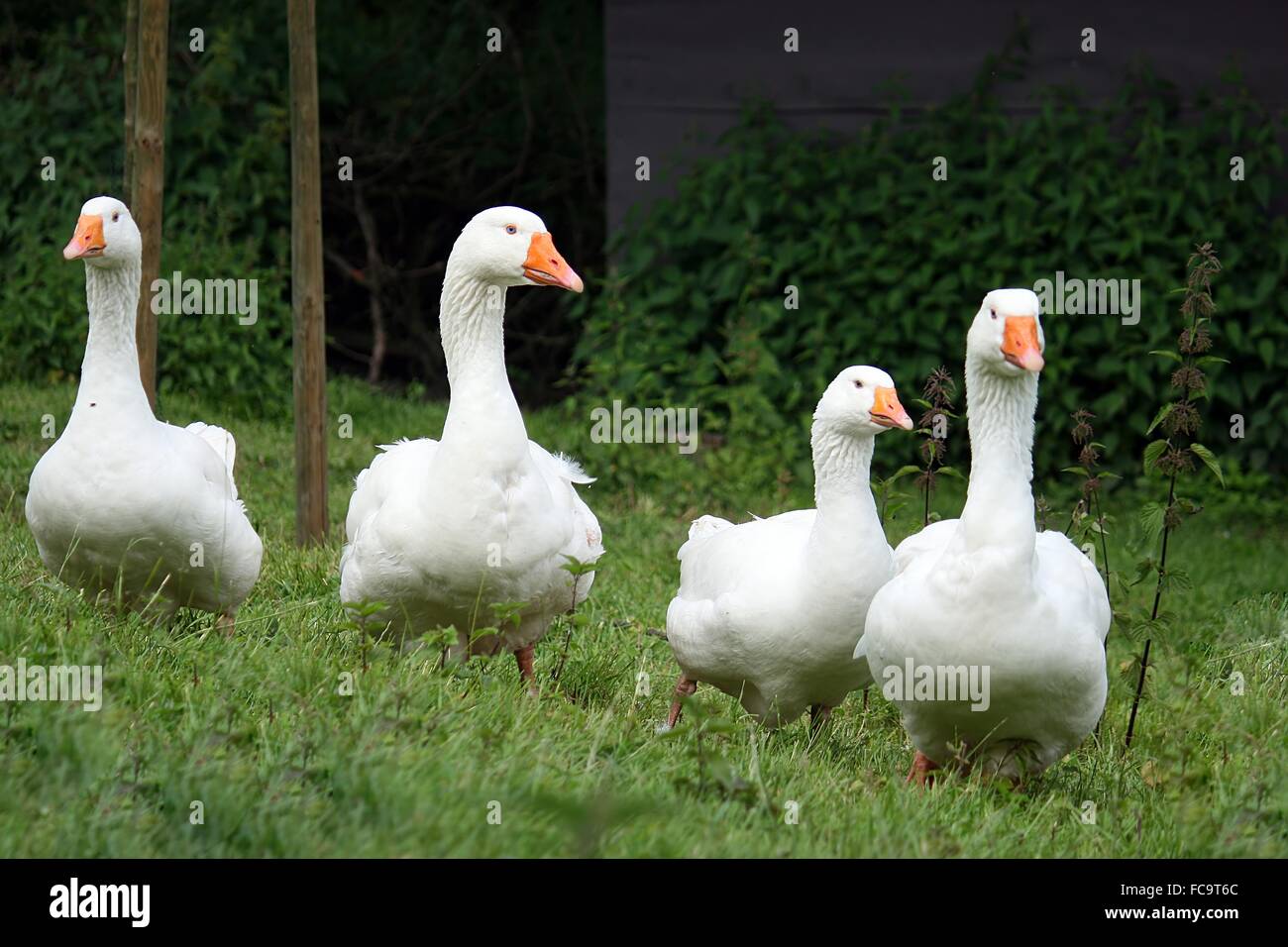 Indian Geese High Resolution Stock Photography and Images - Alamy