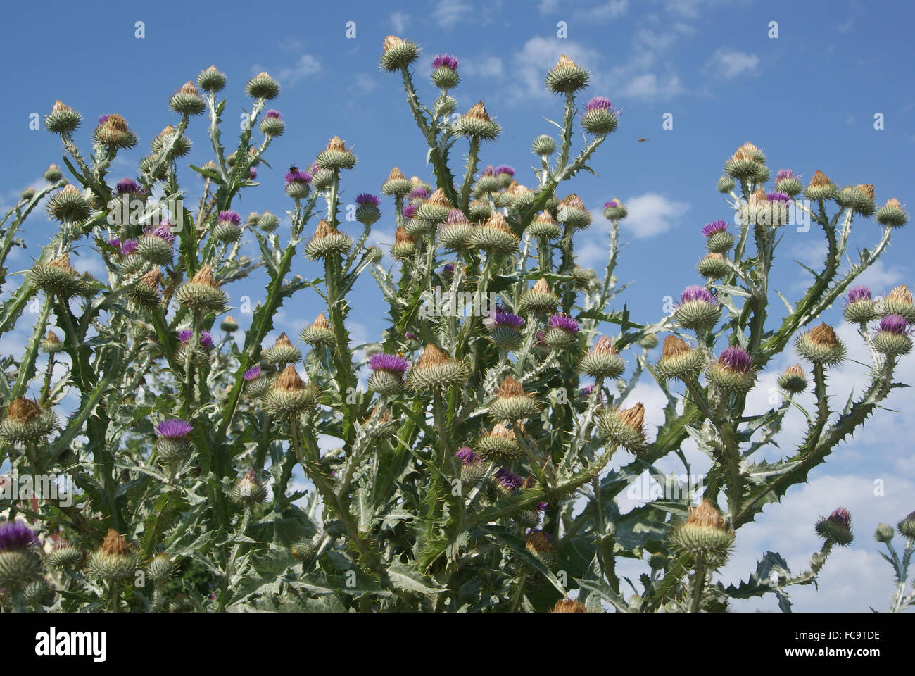 Cotton thistle hi-res stock photography and images - Alamy