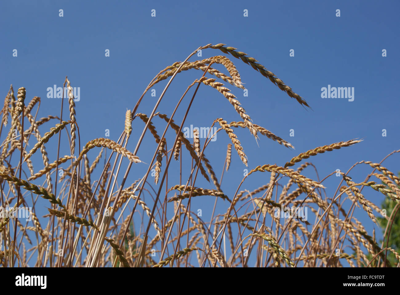 Spelt grass hi-res stock photography and images - Alamy