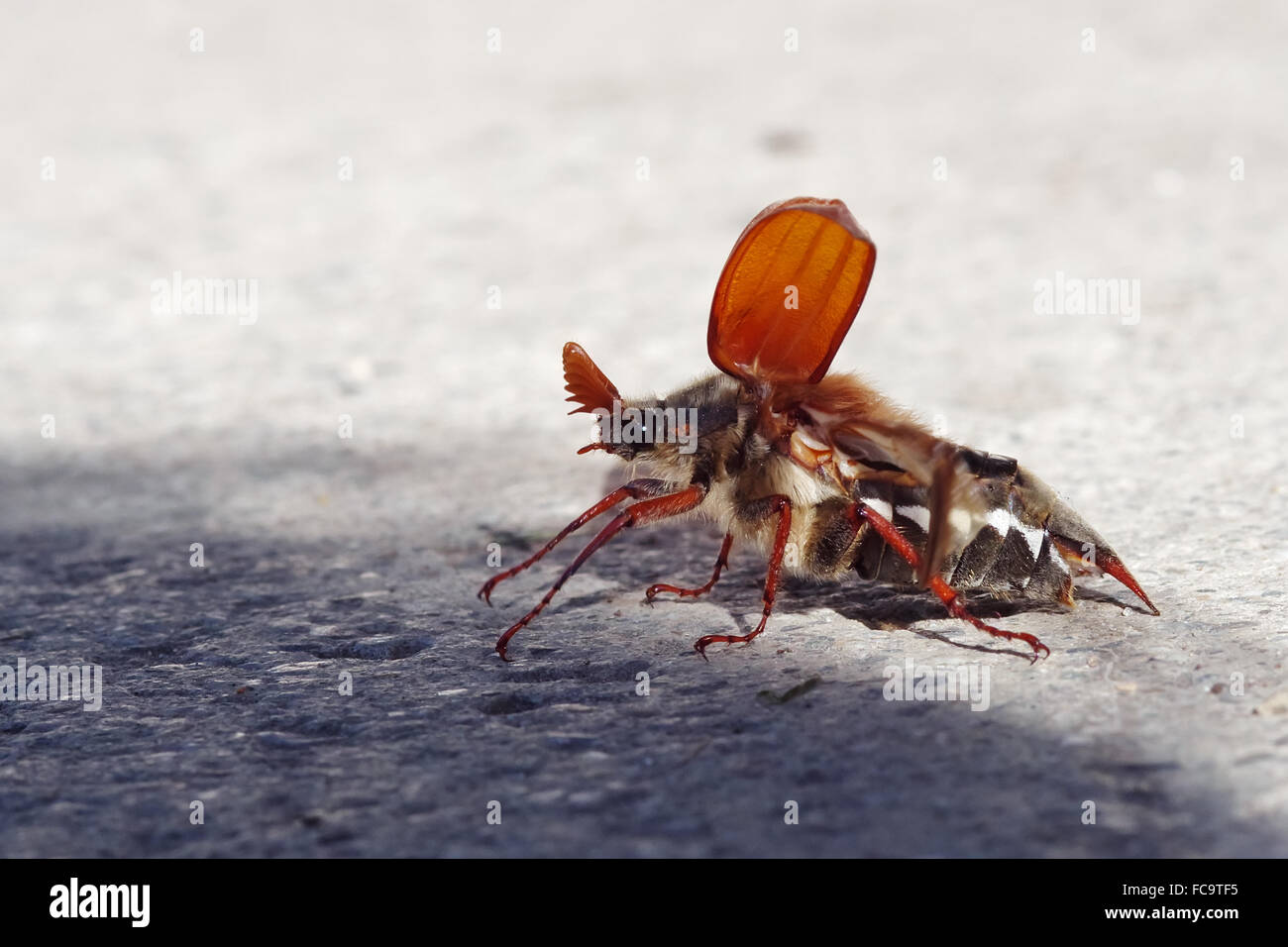 Cockchafer with folded up wings covering Stock Photo - Alamy