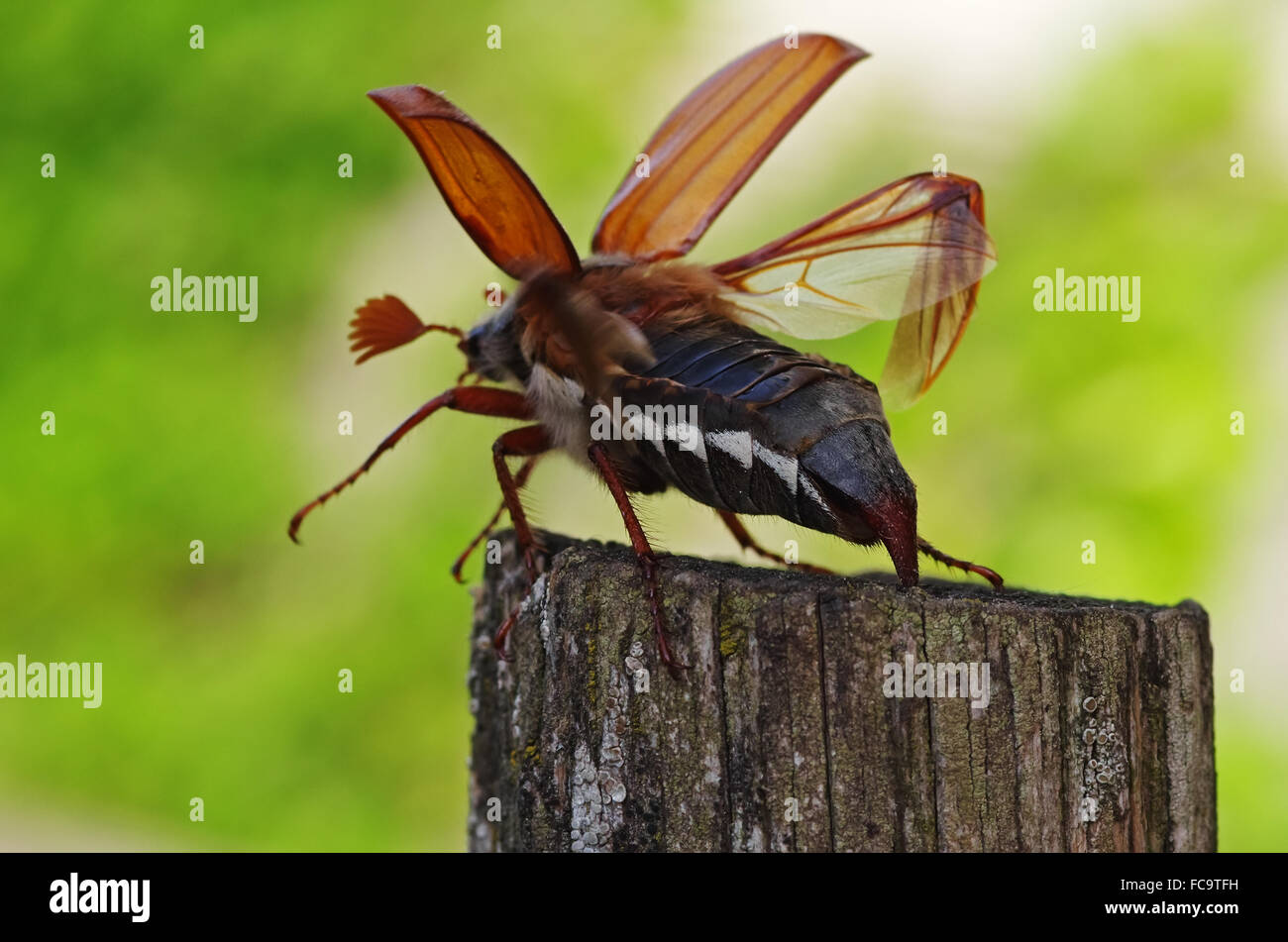 Unfold the wings Cockchafer Stock Photo - Alamy