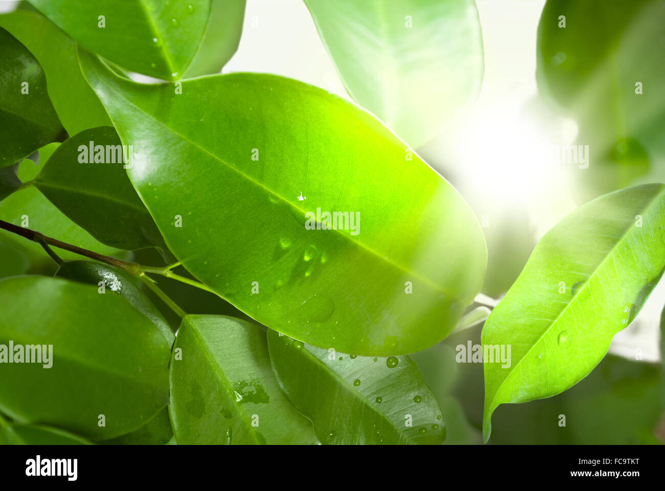 Leaves in morning light Stock Photo - Alamy