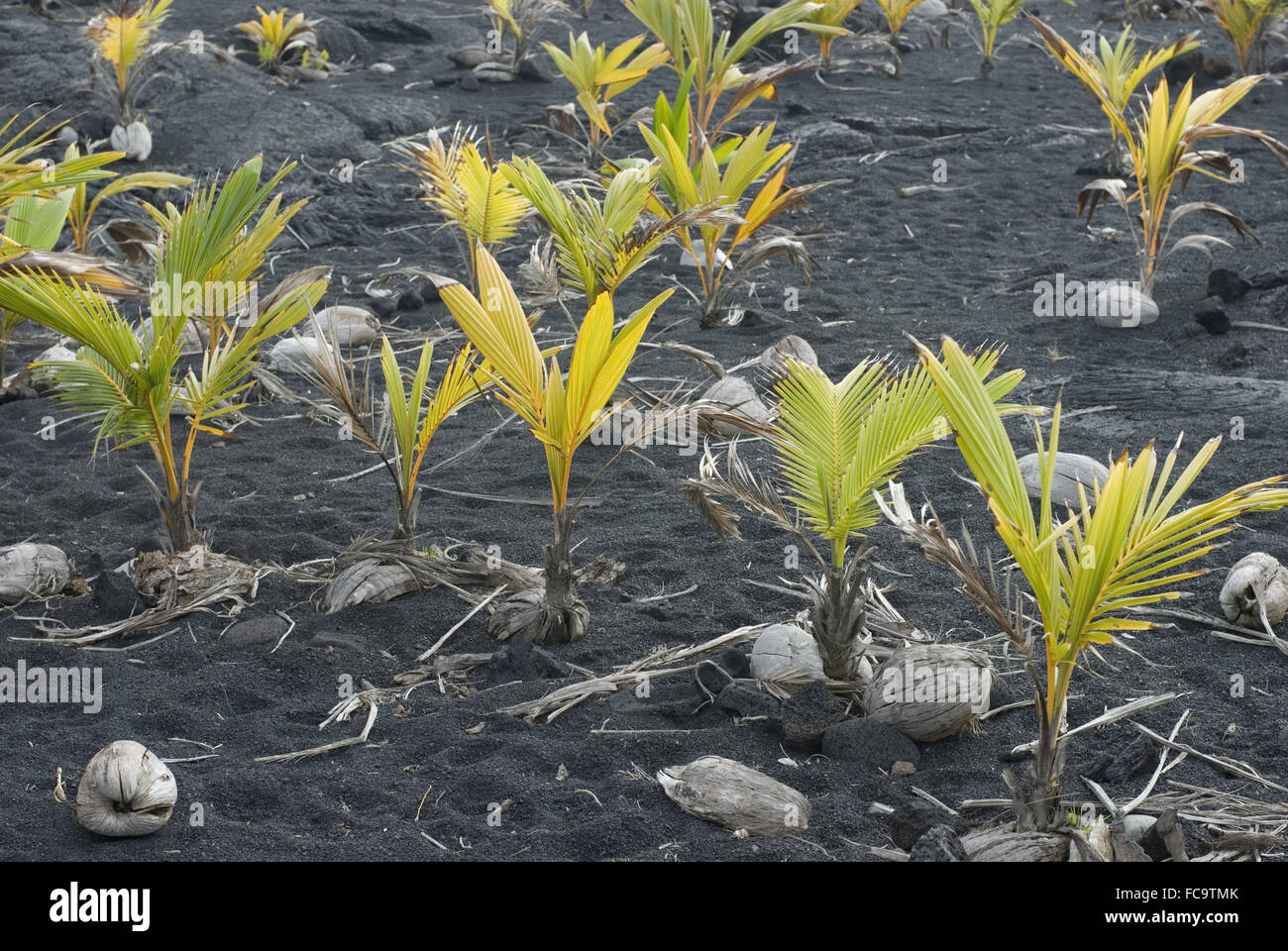 Coconut sapling hi-res stock photography and images - Alamy