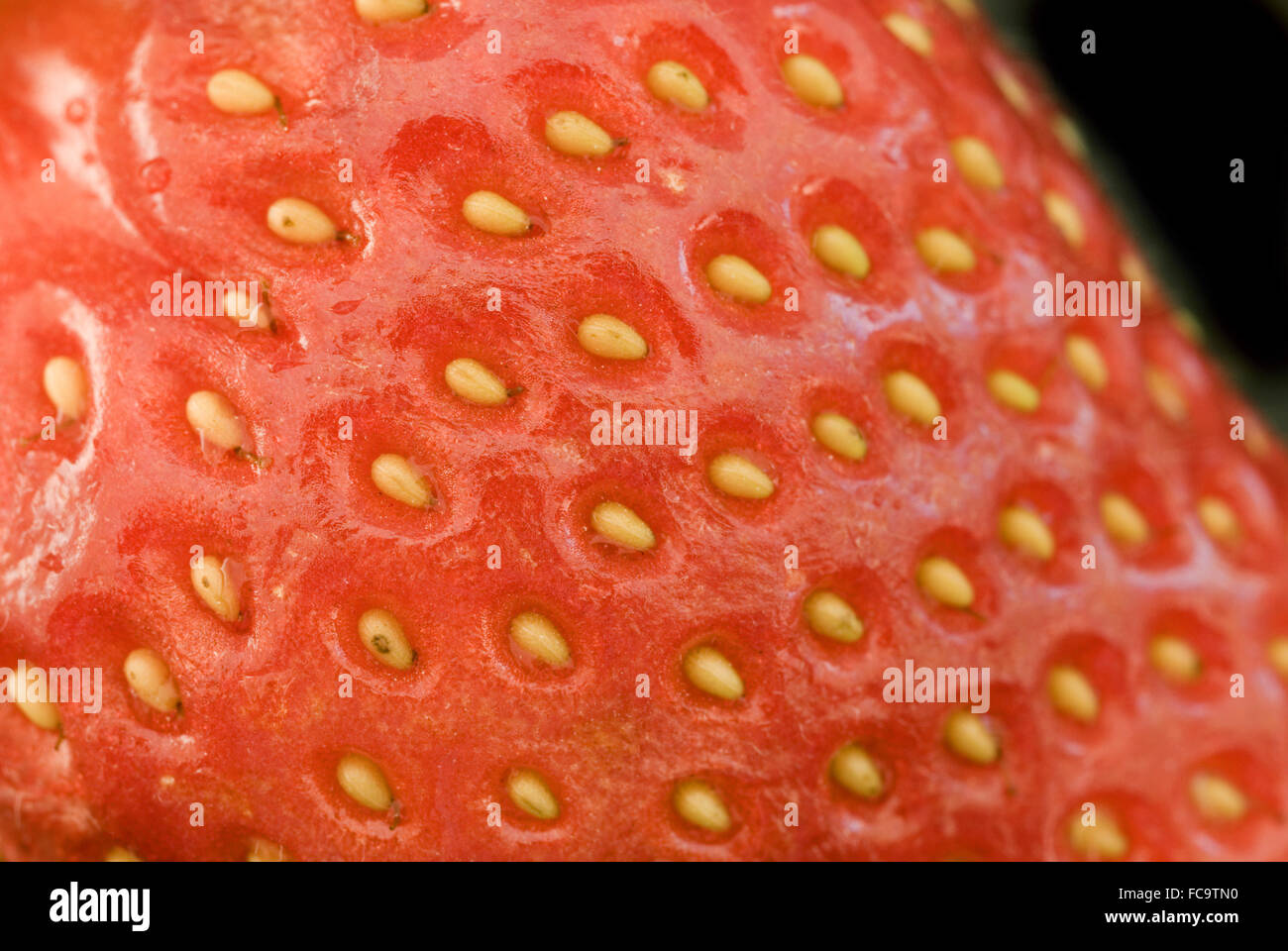 Black Strawberry Seeds